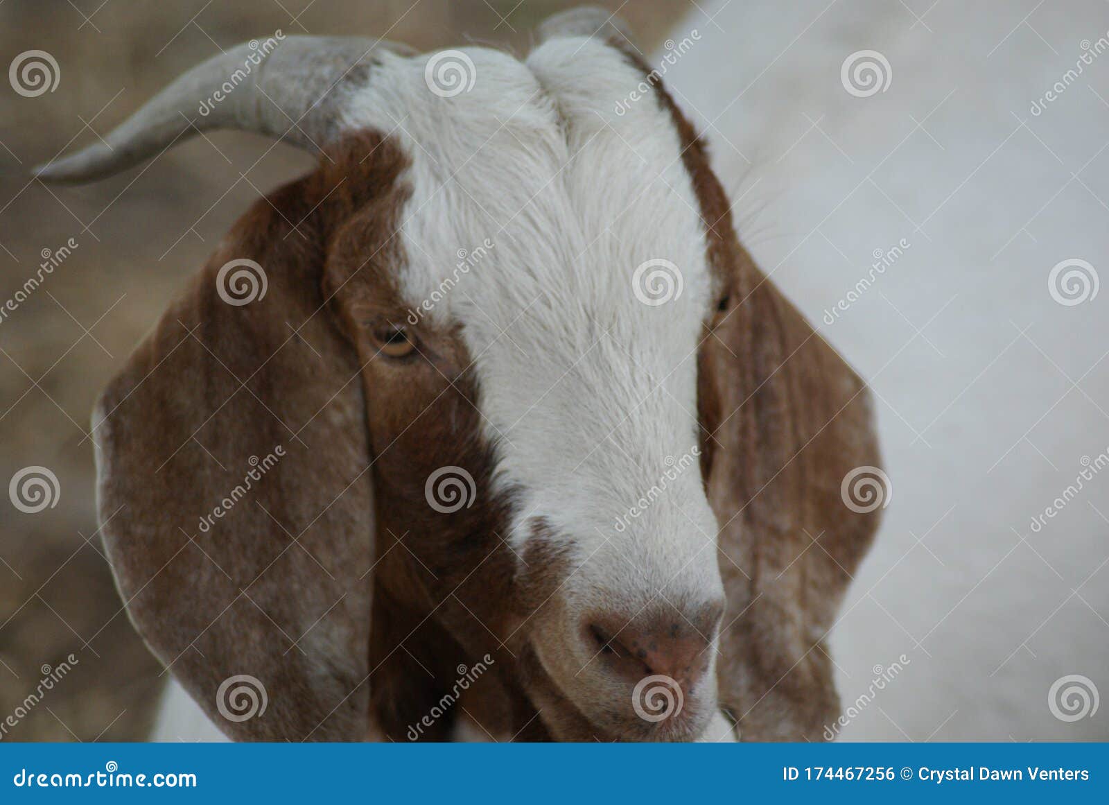 Cabra foto de archivo. Imagen de cabrito, ovejas, granja - 174467256