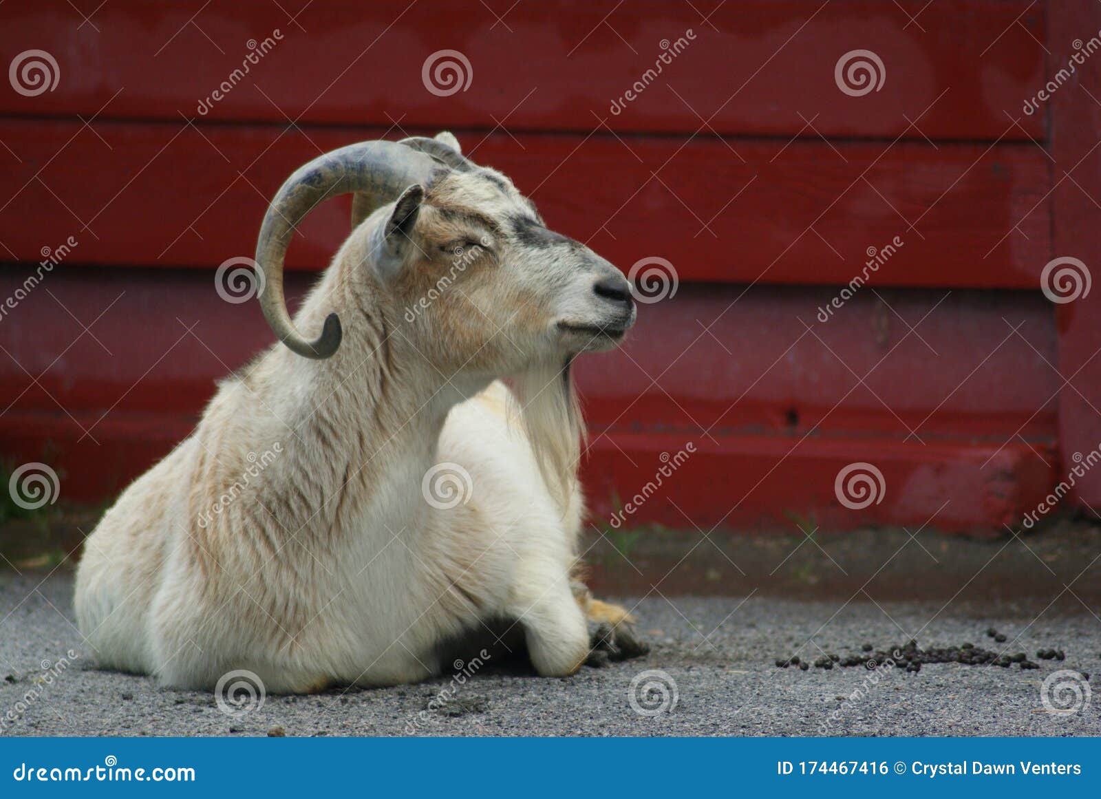 Cabra foto de archivo. Imagen de manada, claxones, cabrito - 174467416