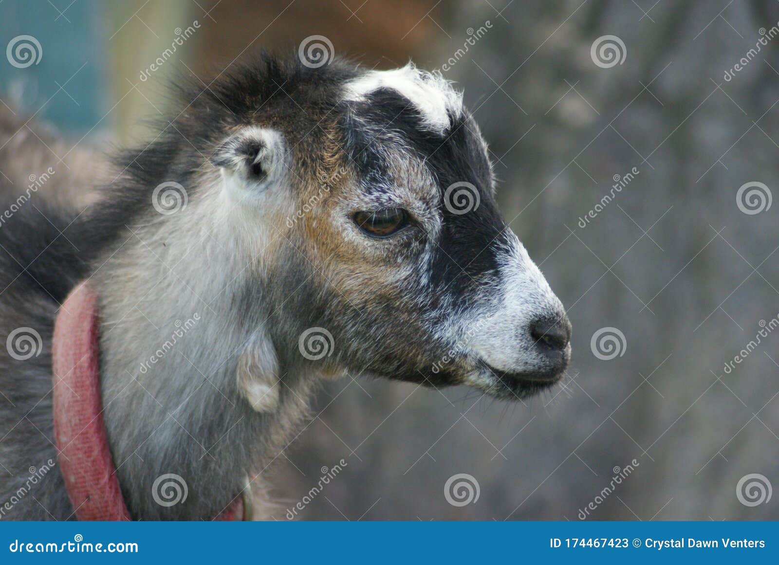 Cabra imagen de archivo. Imagen de cabra, barba, gama - 174467423