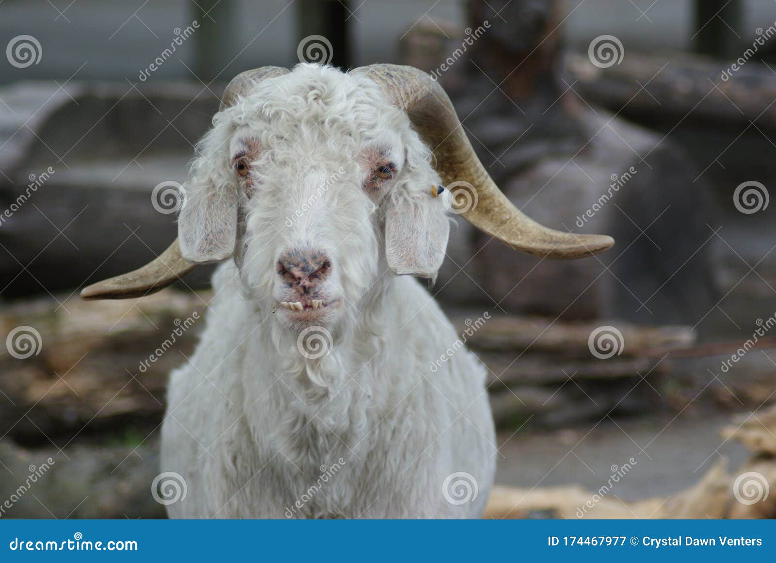 Cabra imagen de archivo. Imagen de manada, gama, virginia - 174467977