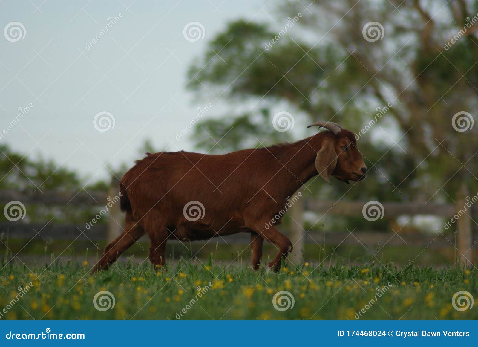 Cabra foto de archivo. Imagen de piel, granja, gama - 174468024