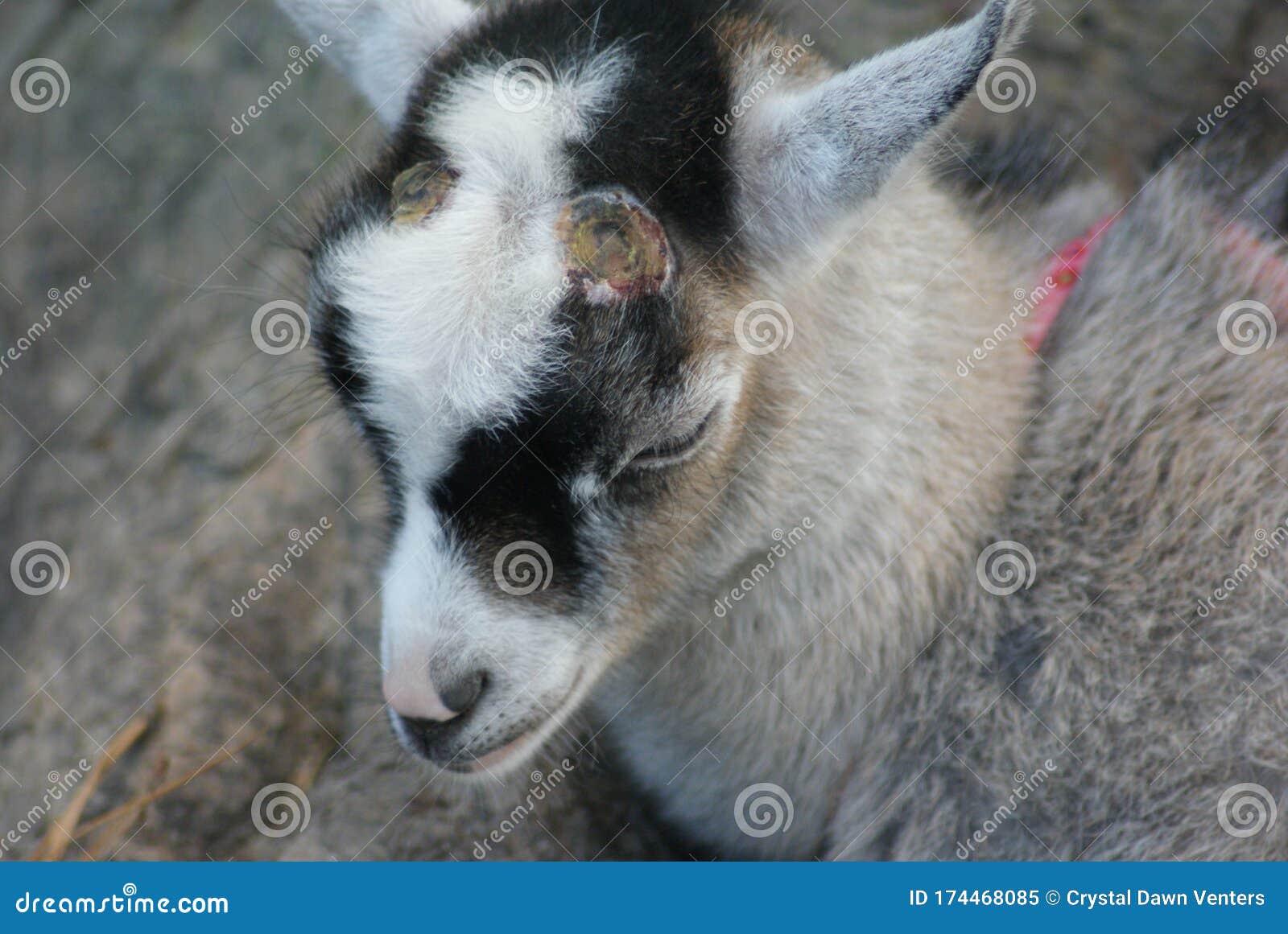 Cabra imagen de archivo. Imagen de claxones, doméstico - 174468085