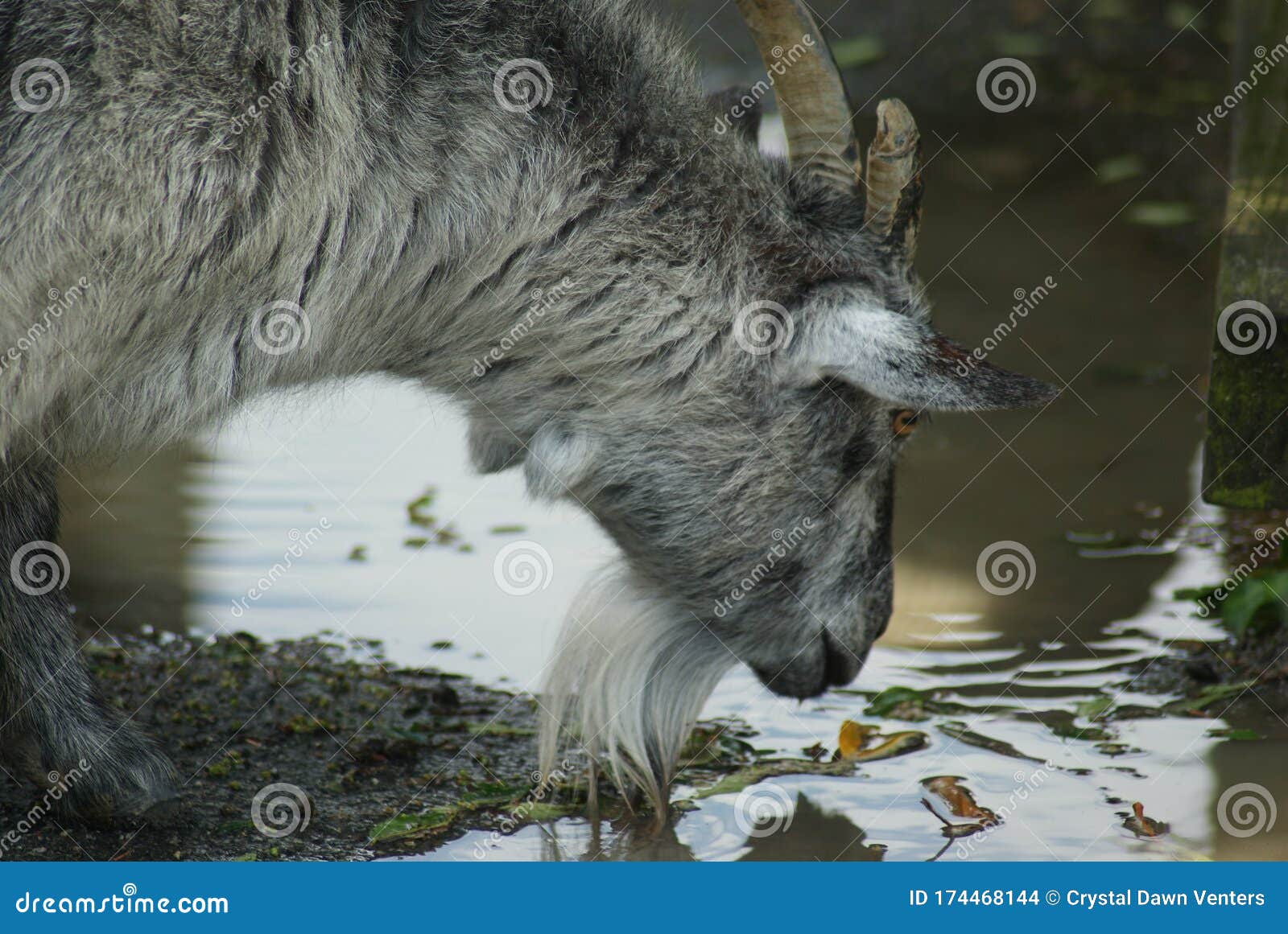 Cabra foto de archivo. Imagen de virginia, cabra, claxones - 174468144