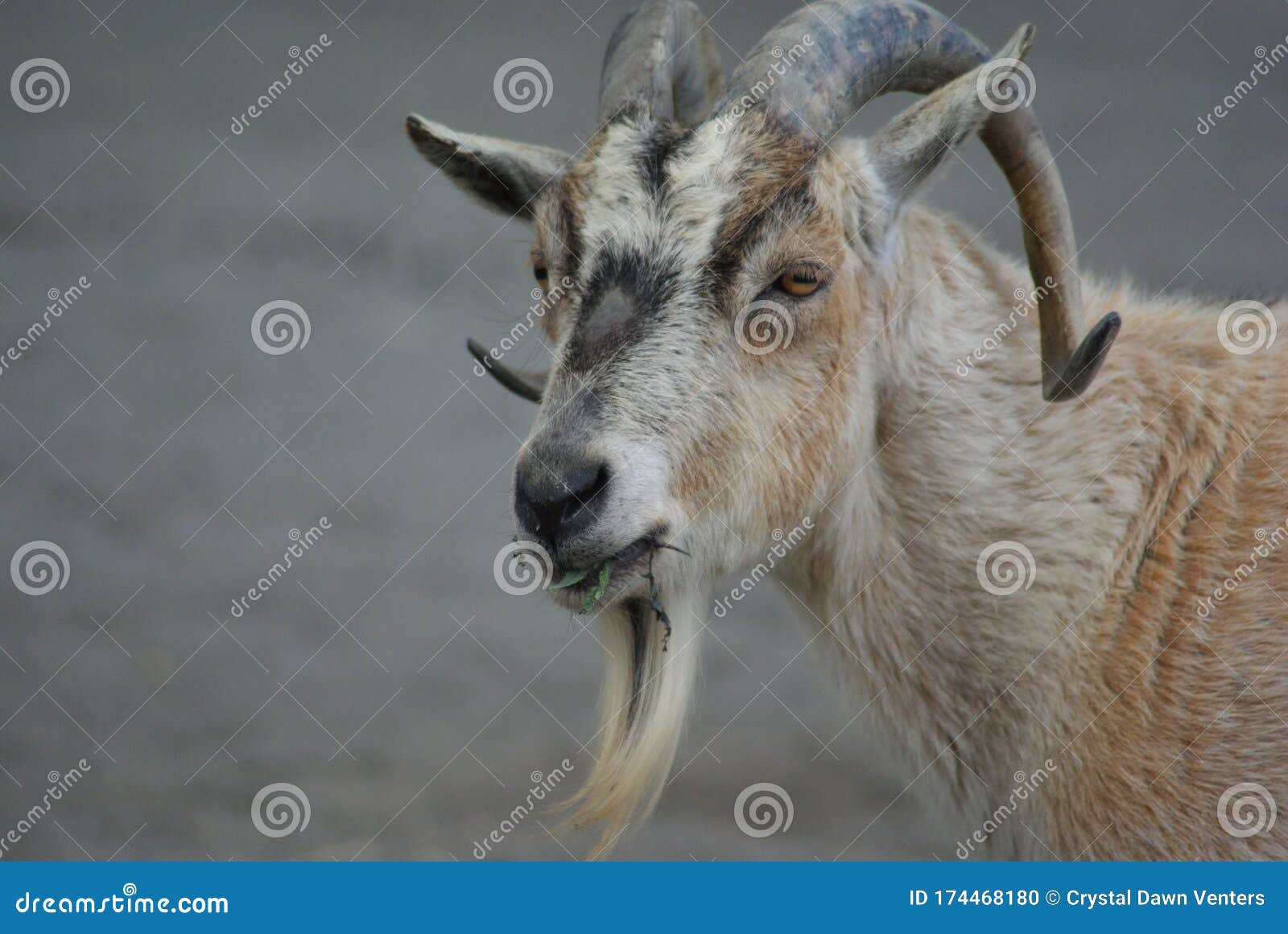 Cabra foto de archivo. Imagen de barba, bruja, cabra - 174468180