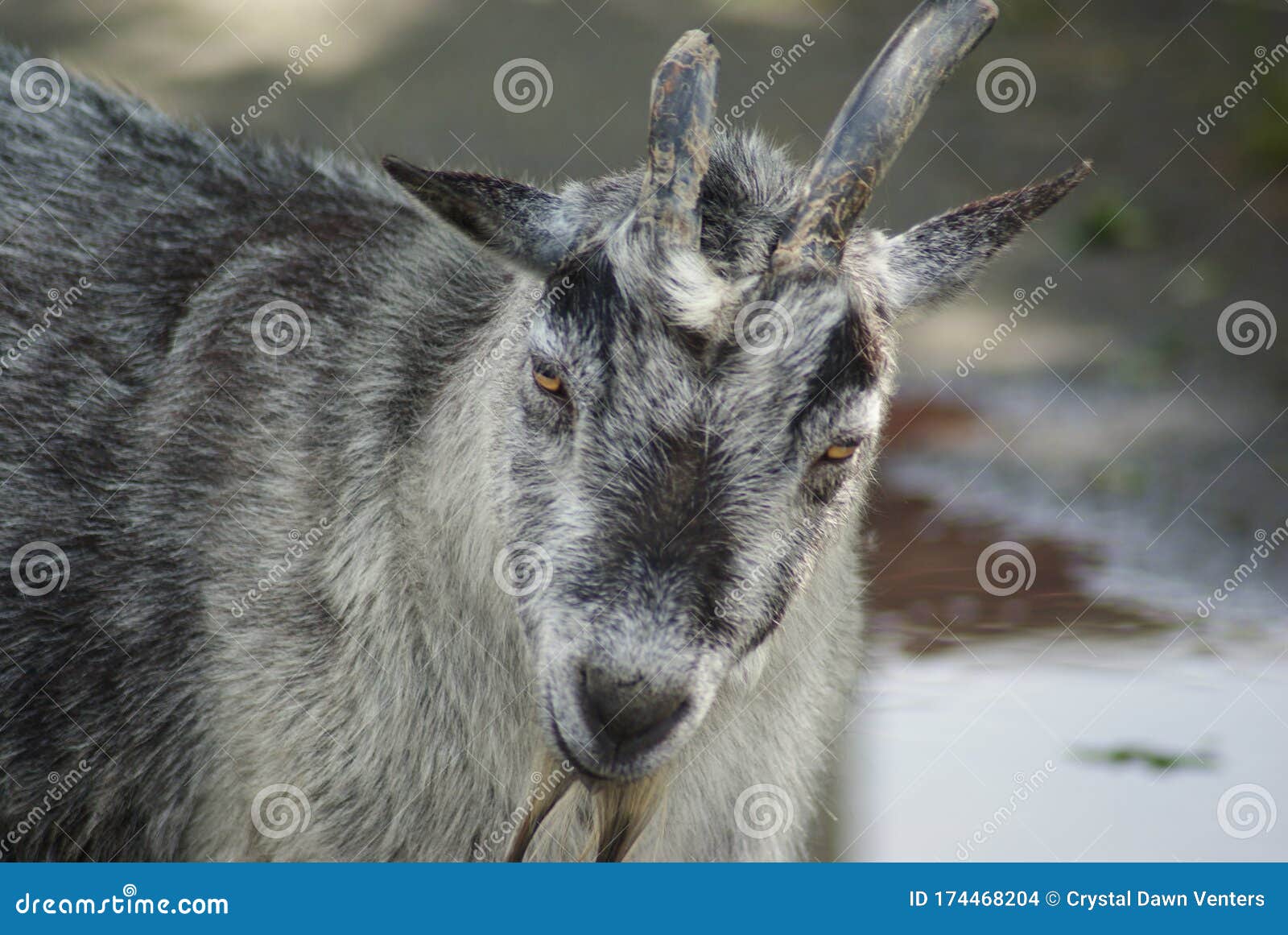 Cabra foto de archivo. Imagen de billar, cabra, manada - 174468204