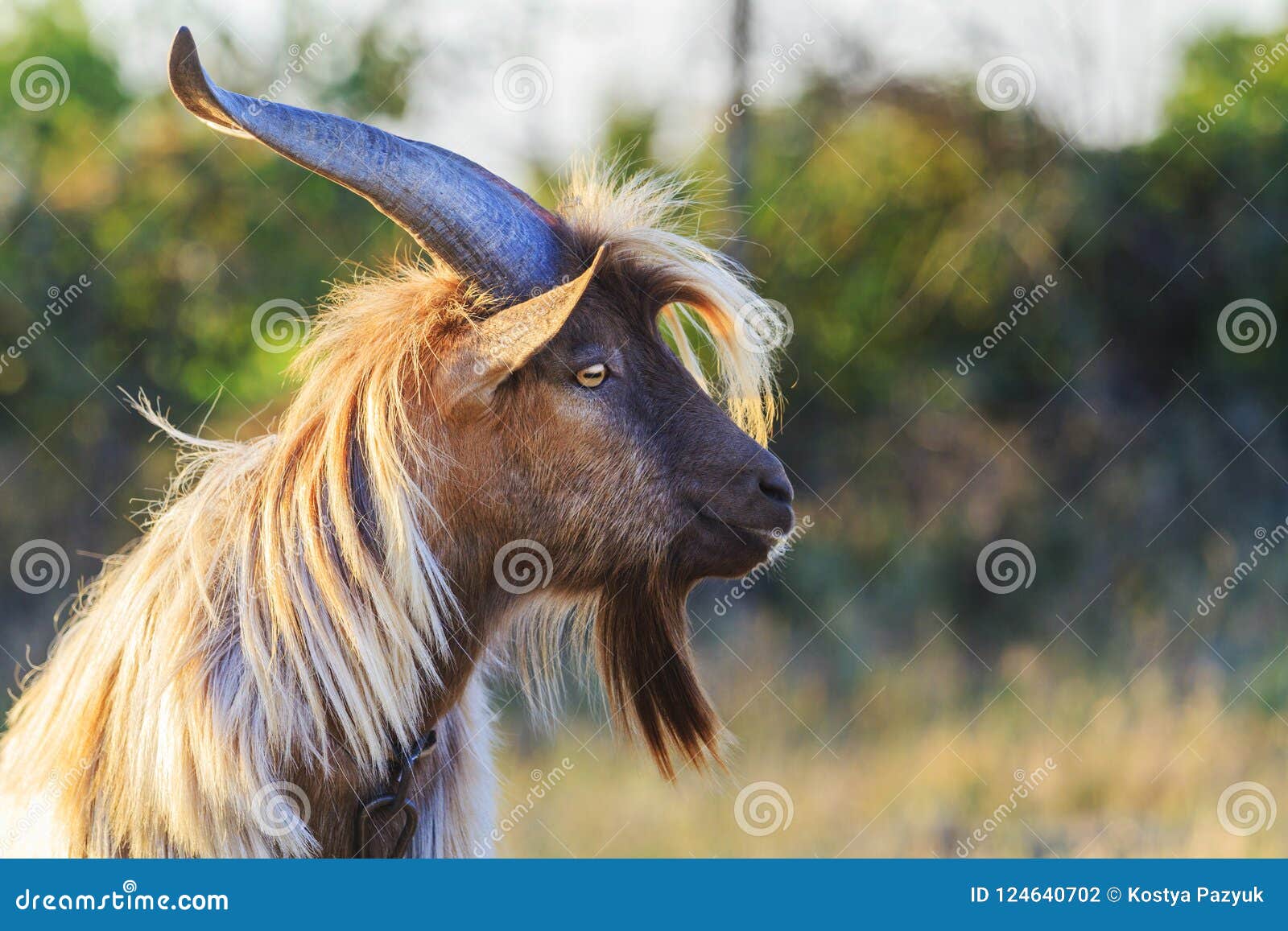 Cabra Con El Pelo Largo Y Los Cuernos Largos Foto de archivo - Imagen ...