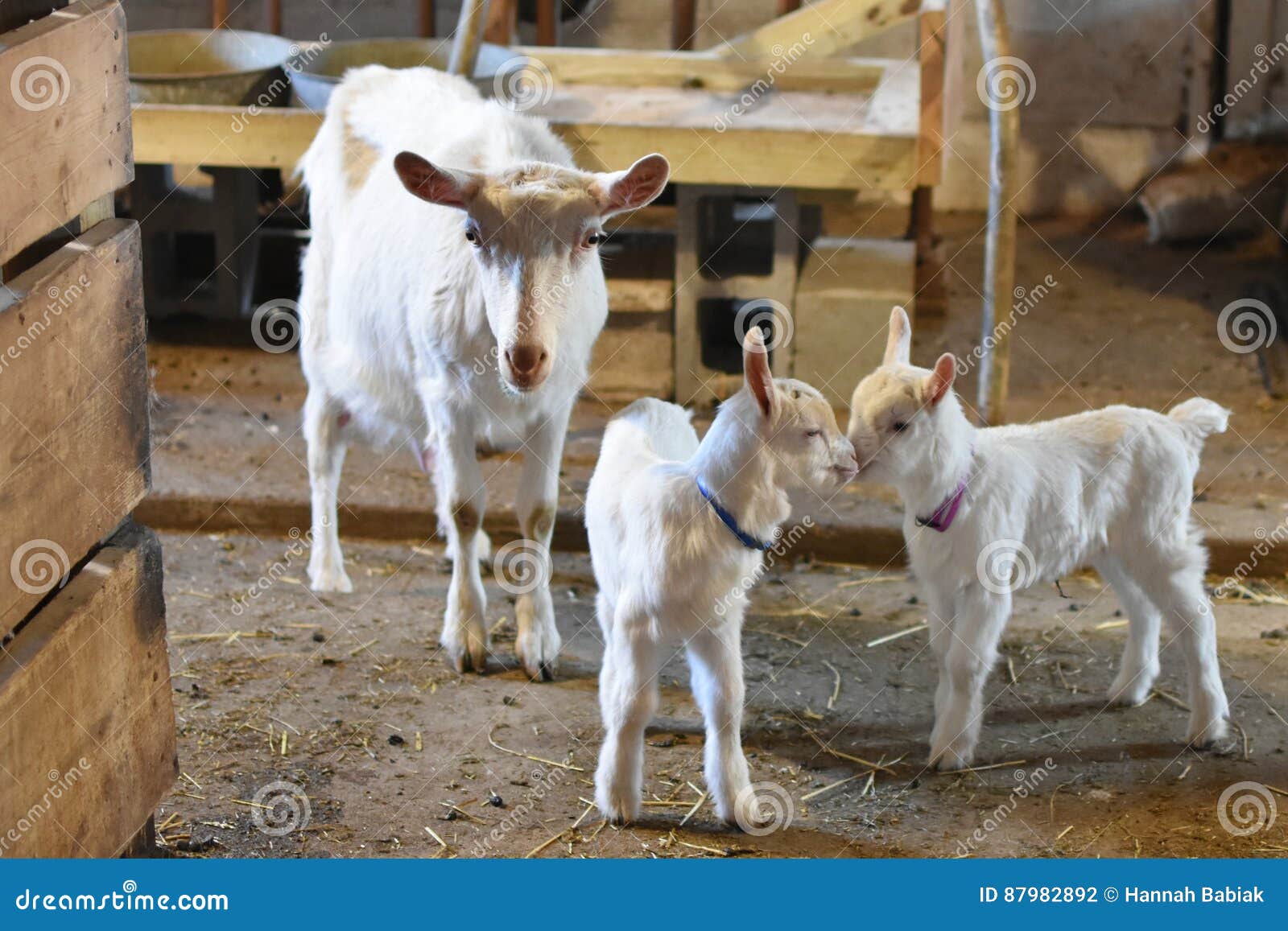 Cabra Da Mãe Com Crianças Do Bebê Foto De Stock Imagem De Agricultura