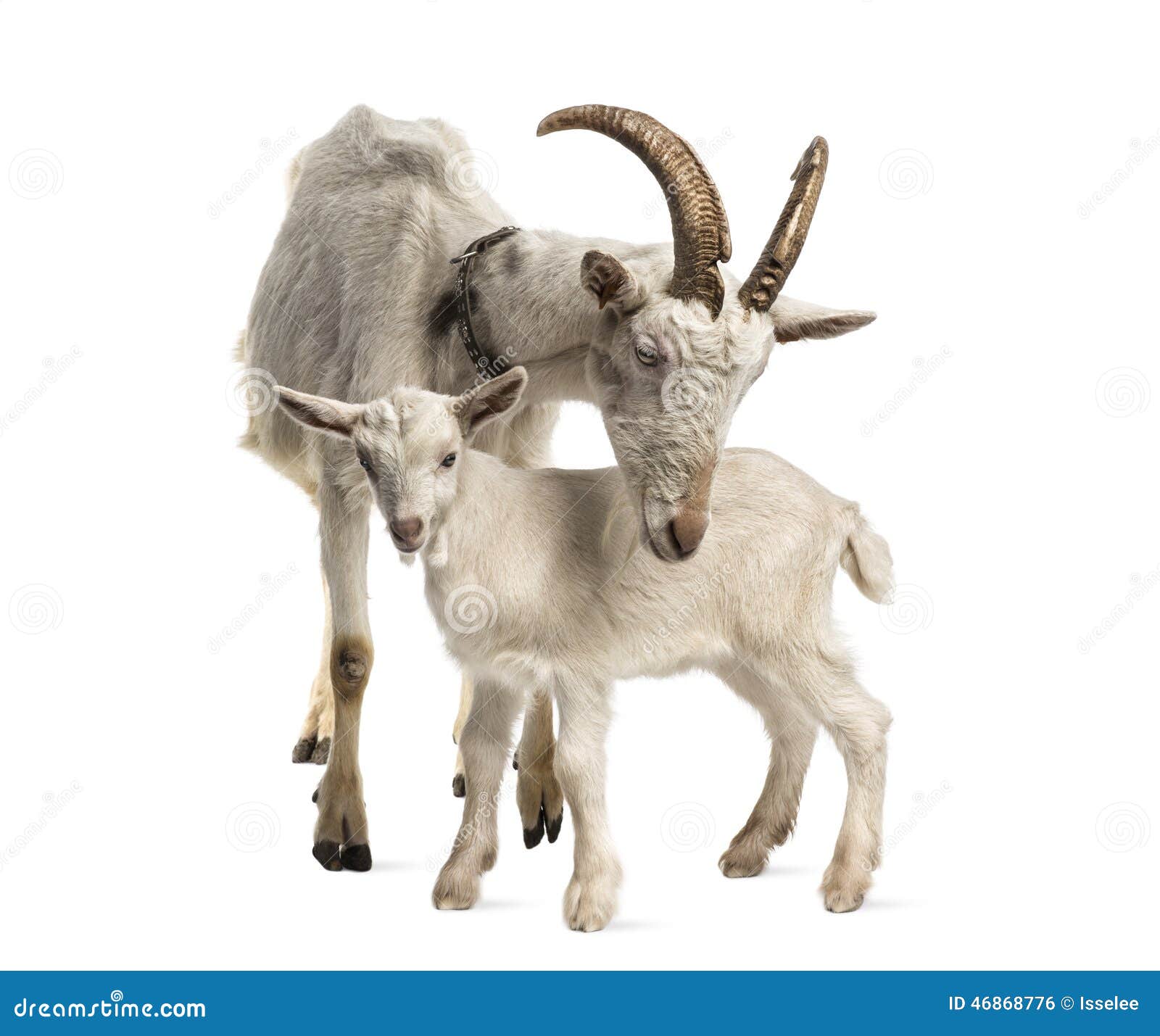 Cabra Da Mãe E Sua Criança 8 Semanas Velho Foto De Stock Imagem De