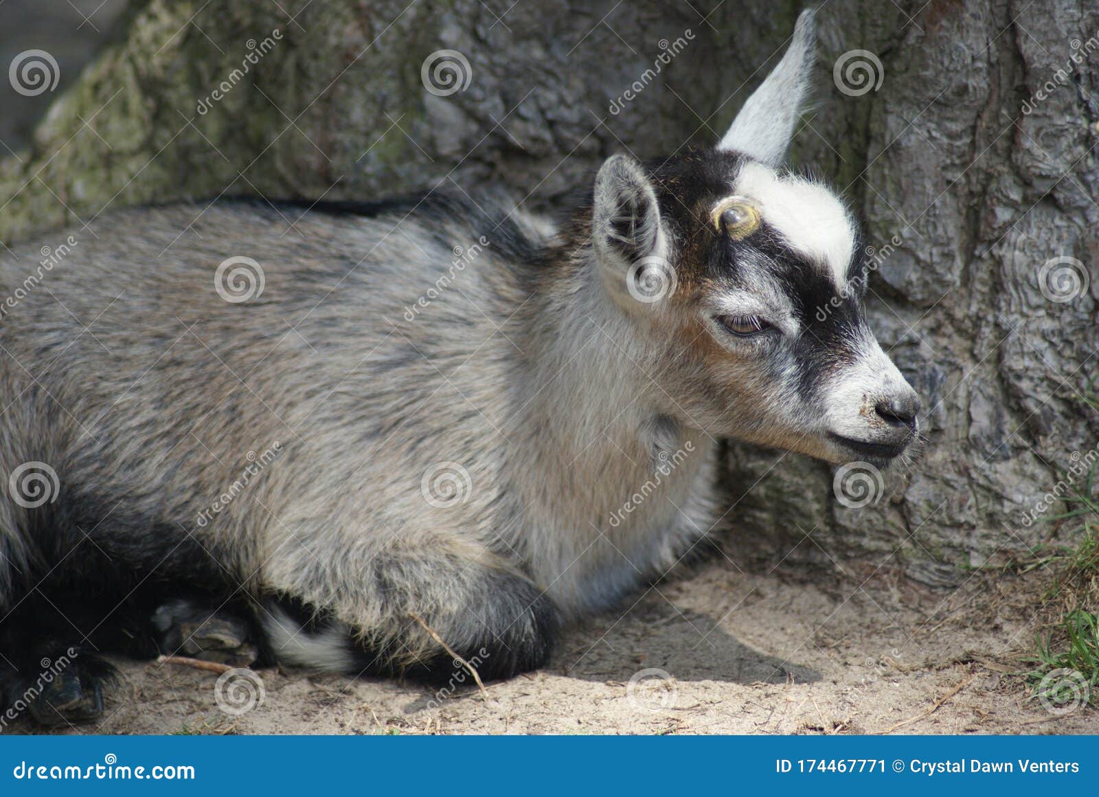 Cabra imagen de archivo. Imagen de ovejas, cabra, salvaje - 174467771