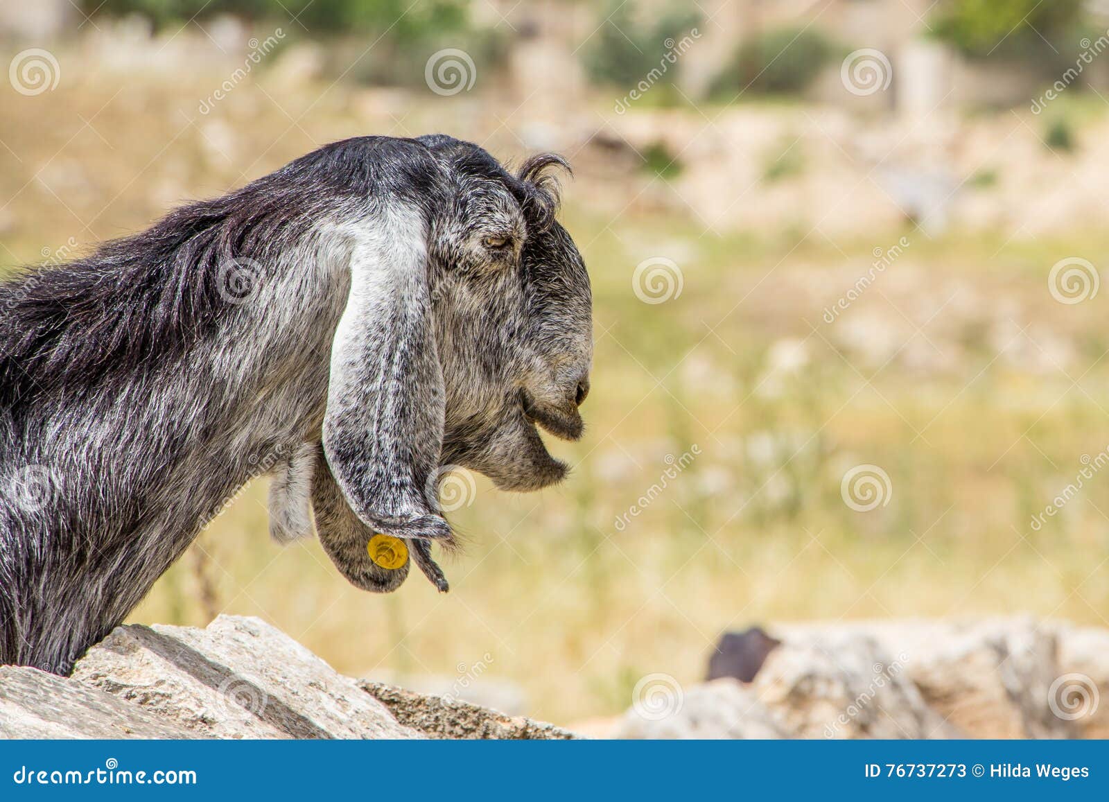 Cabra De Damasco En Jordania Imagen de archivo - Imagen de petra, cabra ...