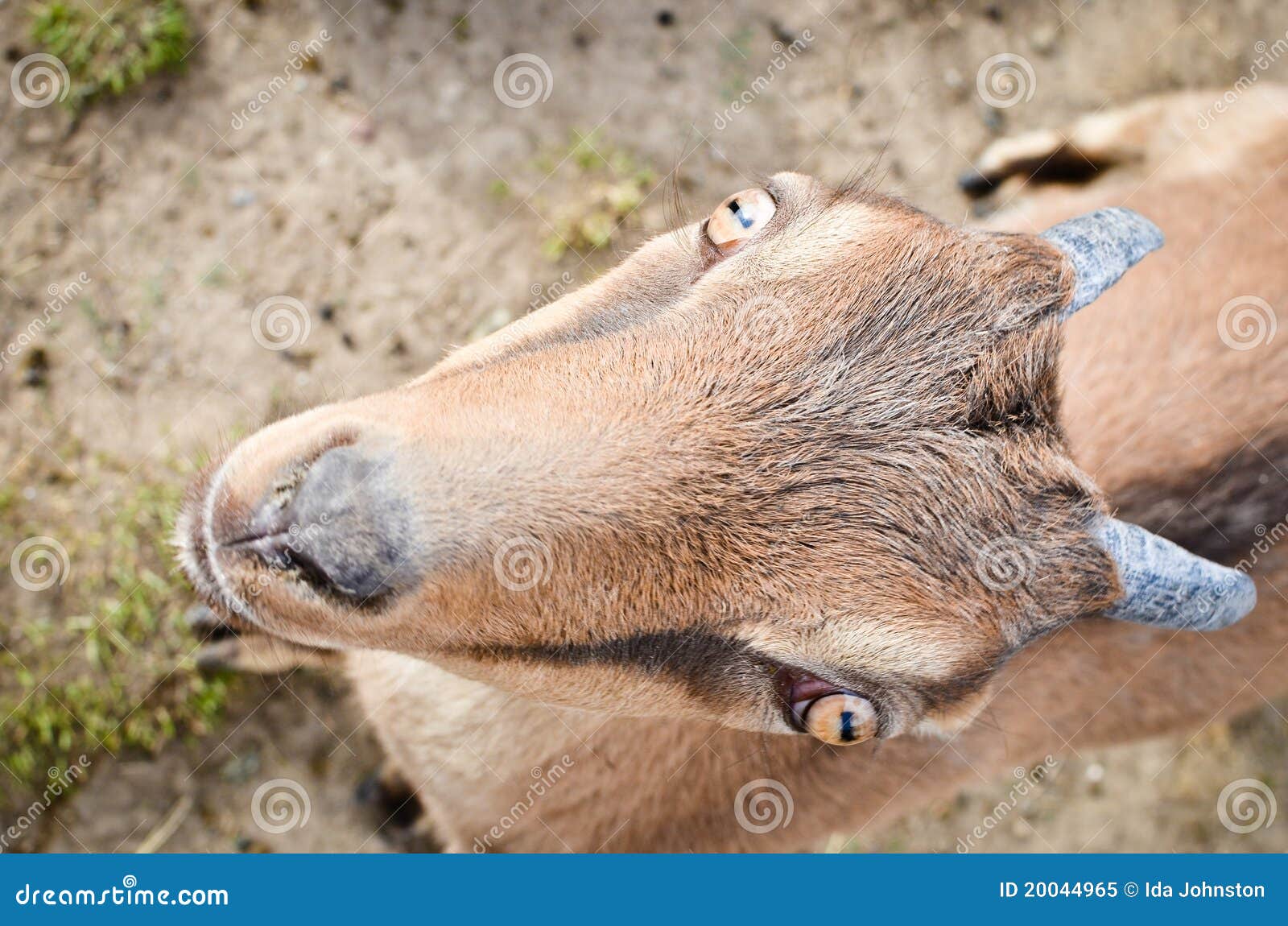 Cabra de LaMancha imagem de stock. Imagem de curioso - 20044965