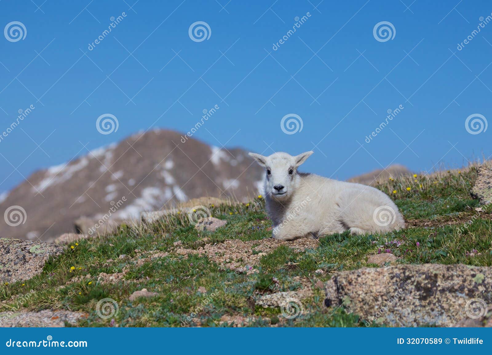 Cabra De Montaña Del Bebé Acostada Imagen de archivo - Imagen de horned ...