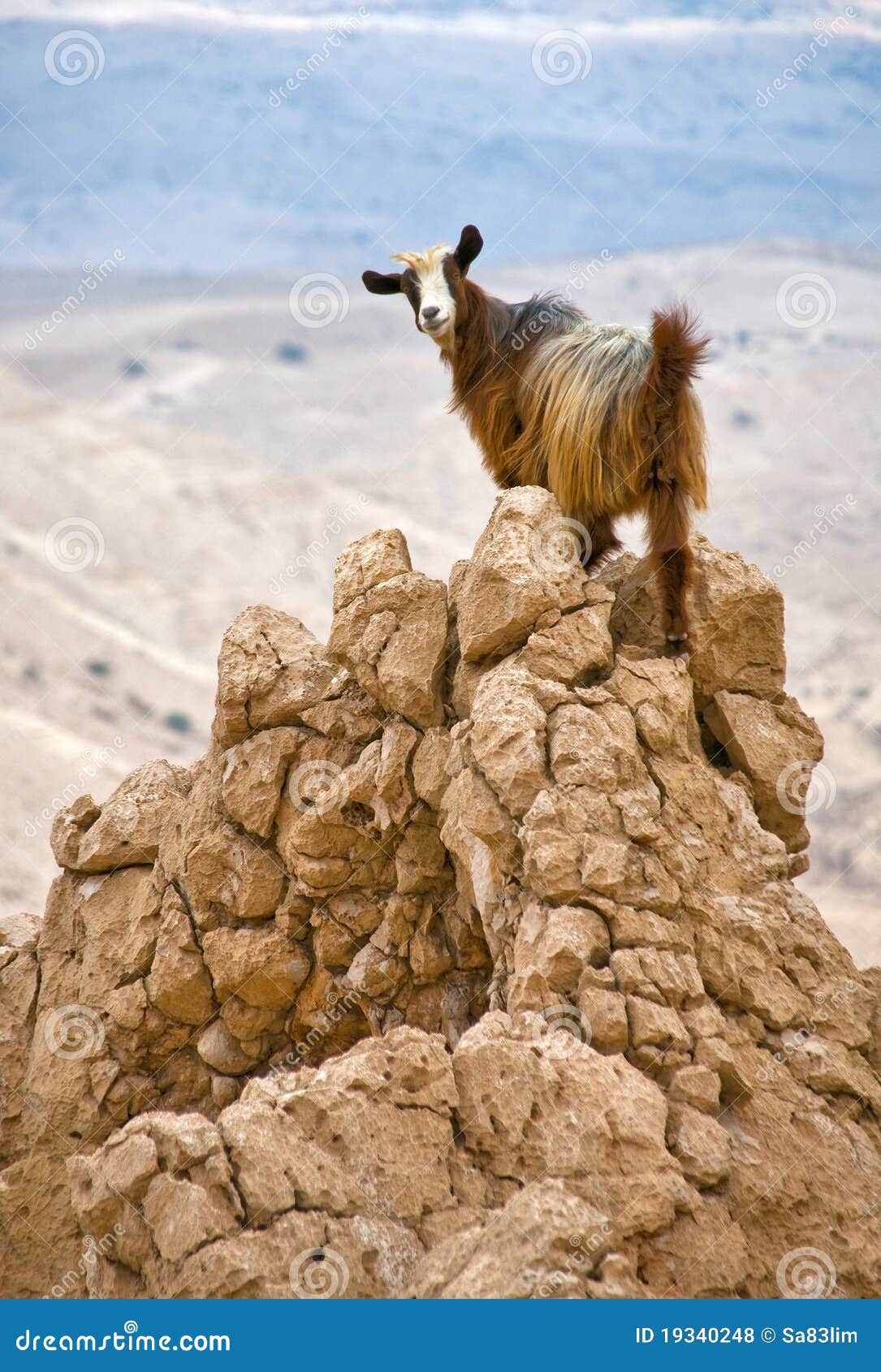 Cabra de montanha foto de stock. Imagem de montanha, rochas - 19340248