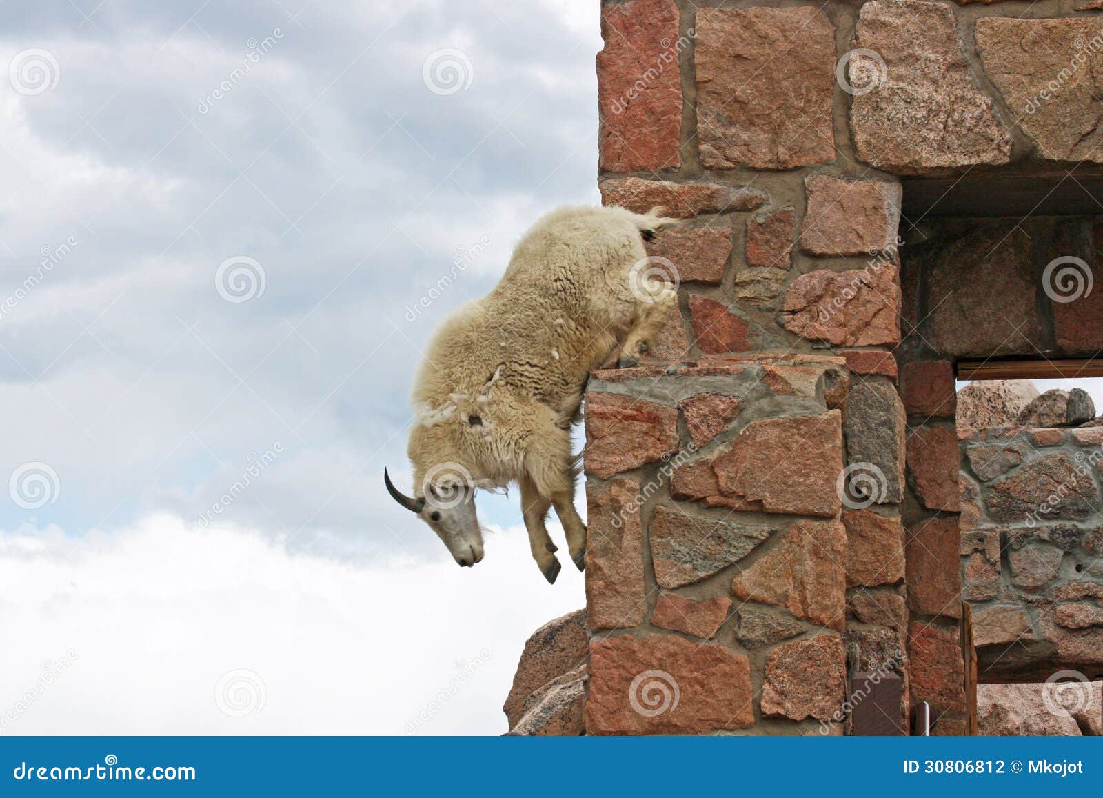 Cabra De Montanha Que Salta Para Baixo Foto de Stock - Imagem de saltar ...