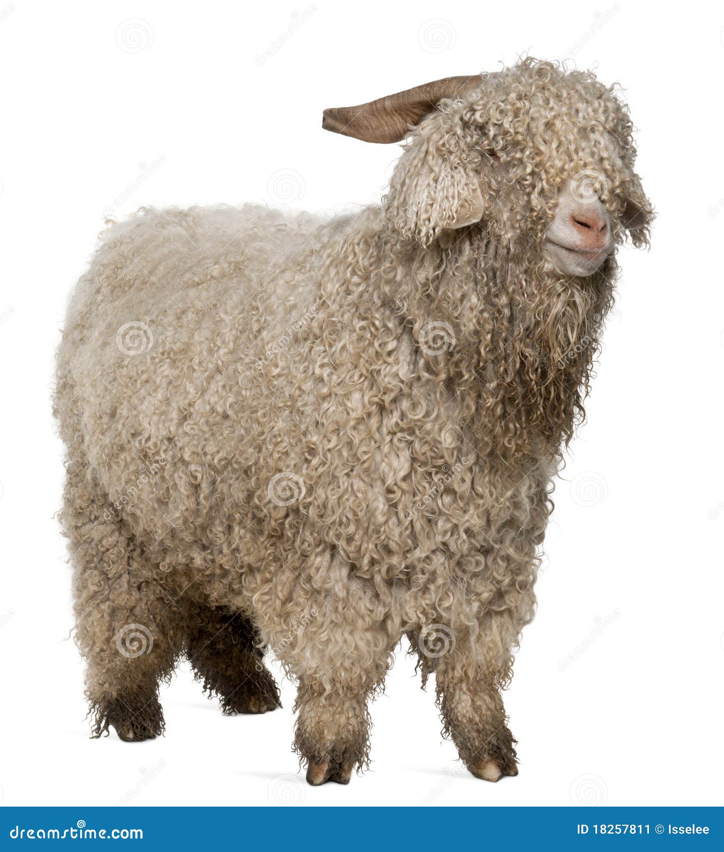 Cabra del angora imagen de archivo. Imagen de horned - 18257811