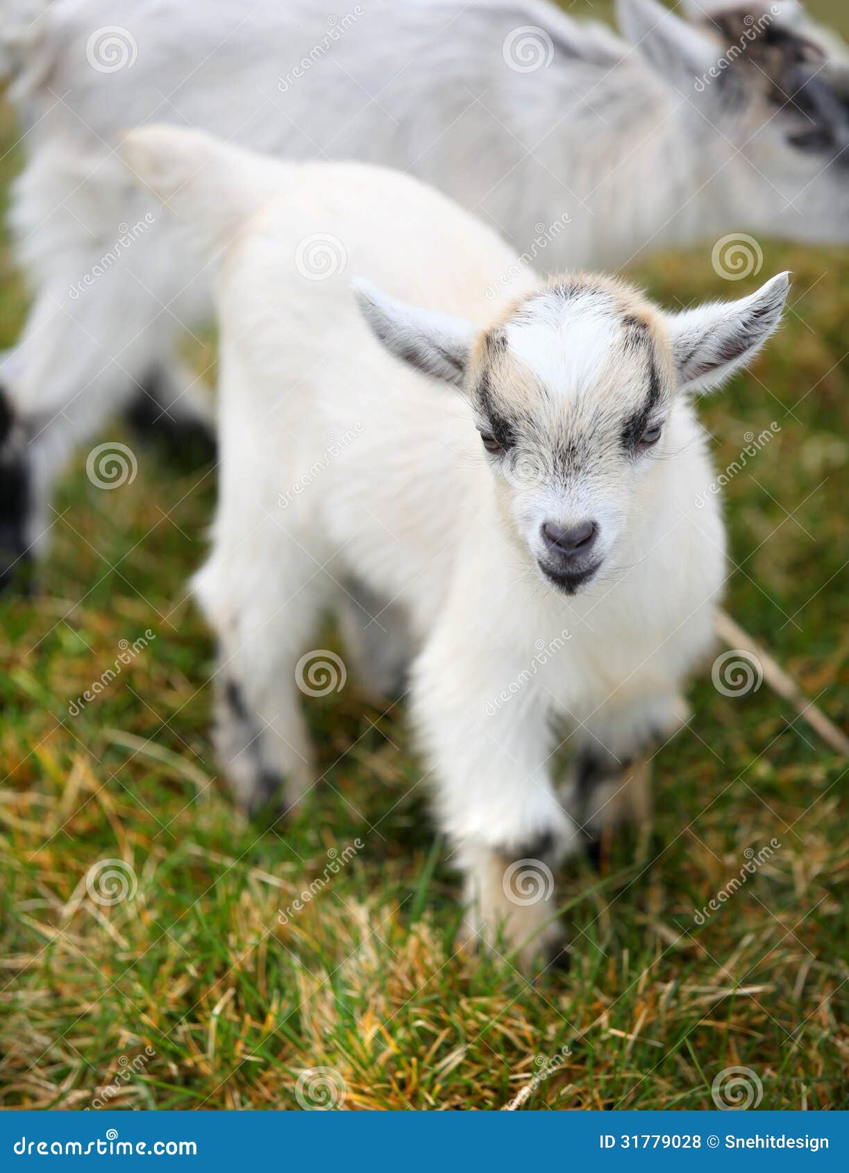 Cabra del bebé foto de archivo. Imagen de cubo, cachorro - 31779028