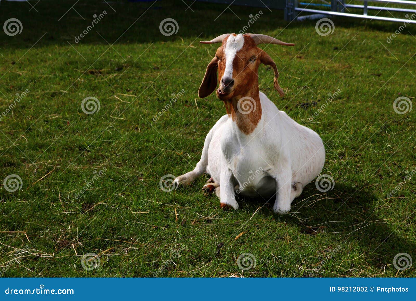 Cabra del Boer foto de archivo. Imagen de agricultura - 98212002