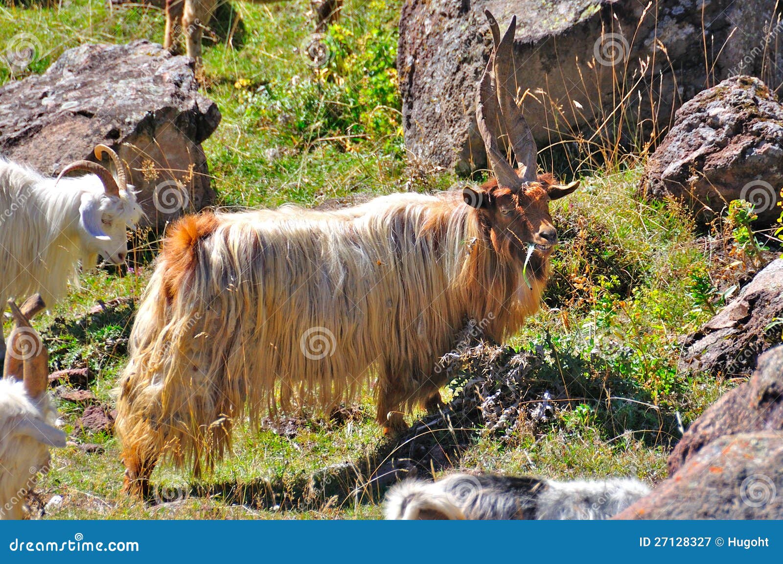 Cabra do macho alfa imagem de stock. Imagem de cabra - 27128327