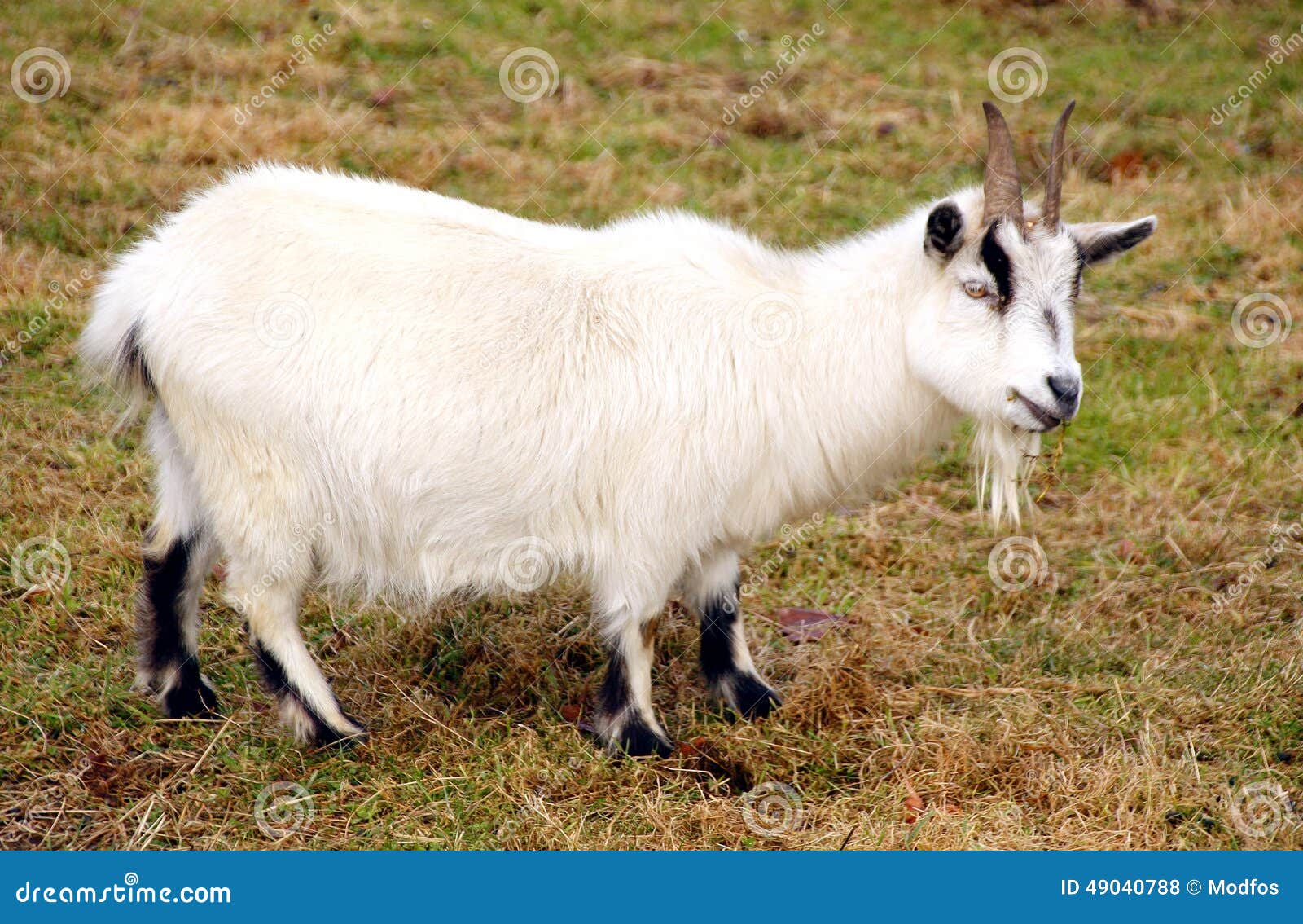 Cabra do pigmeu foto de stock. Imagem de adulto, pele - 49040788