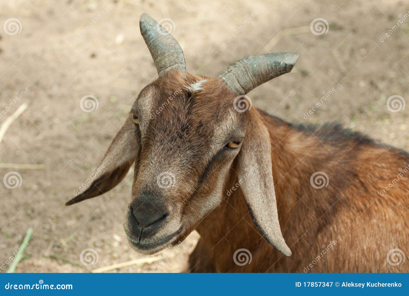 Cabra doméstica imagen de archivo. Imagen de horned, piel - 17857347