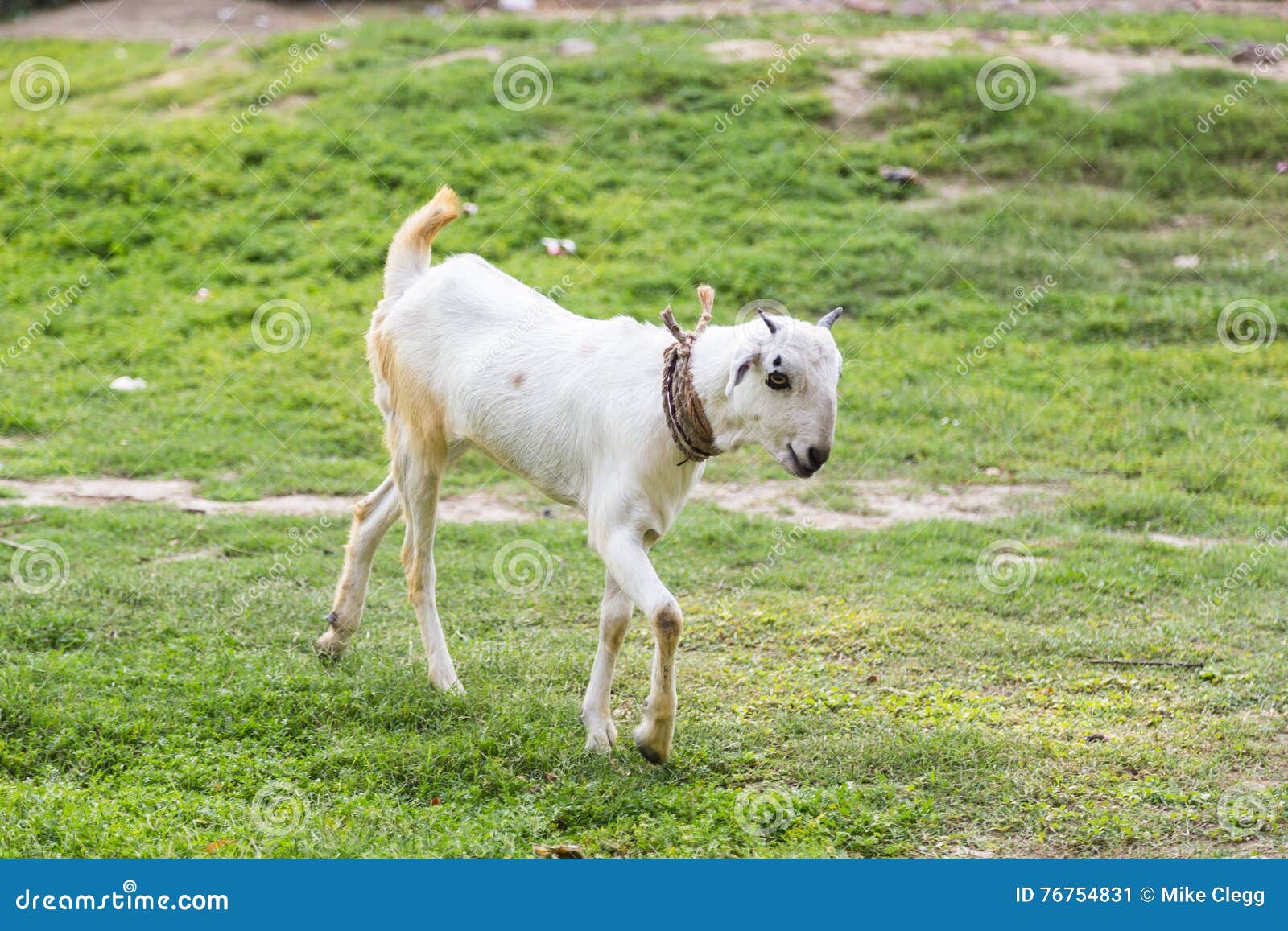 Cabra en la India imagen de archivo. Imagen de granja - 76754831