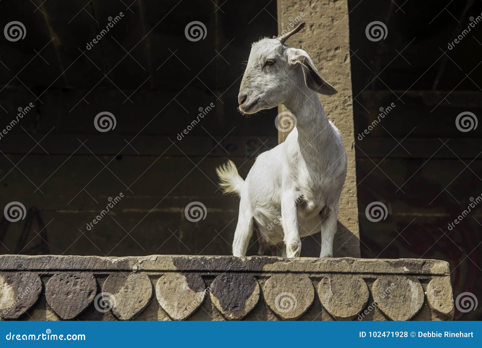 Cabra En Los Ghats En Varanasi, La India Foto de archivo - Imagen de ...