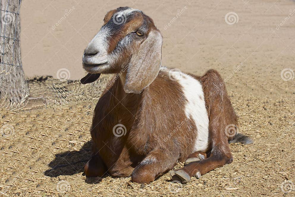 Cabra linda acostada foto de archivo. Imagen de lindo - 29584586