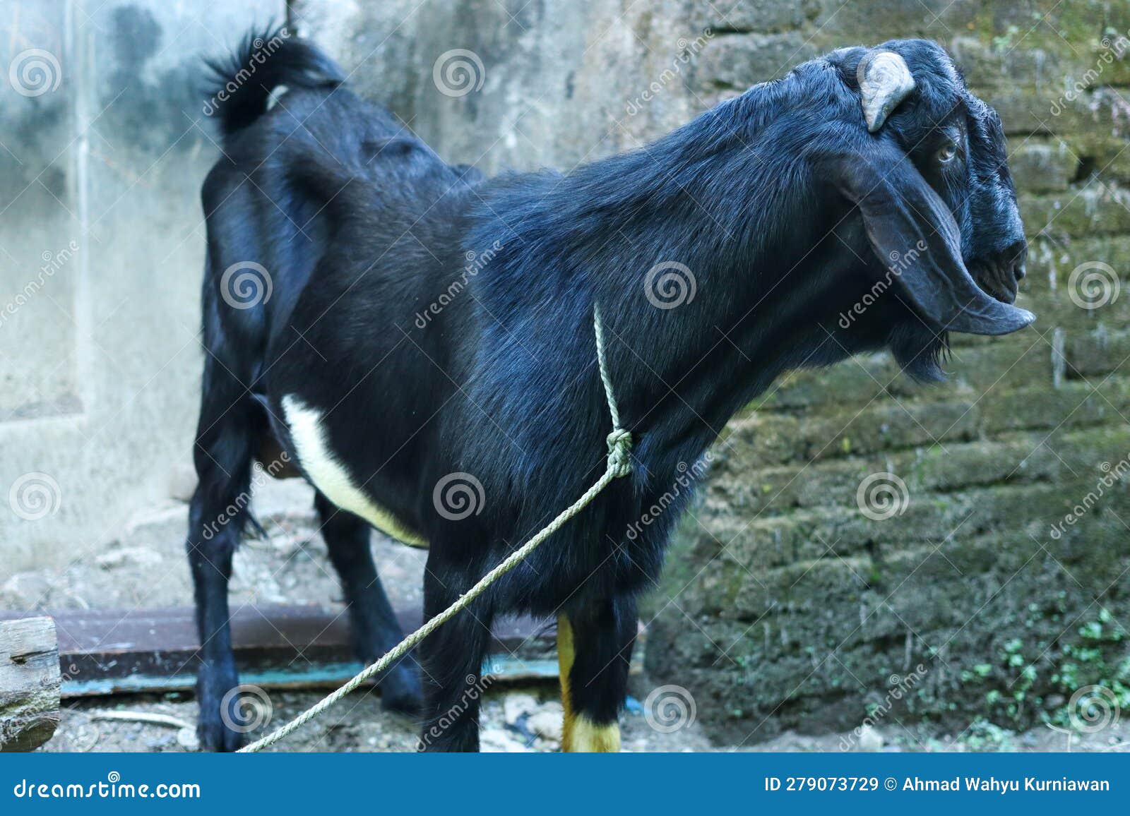 Cabra local imagen de archivo. Imagen de animal, agricultura - 279073729
