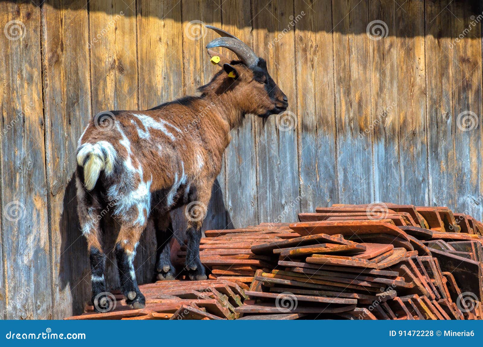 Cabra masculina foto de archivo. Imagen de claxones, negro - 91472228