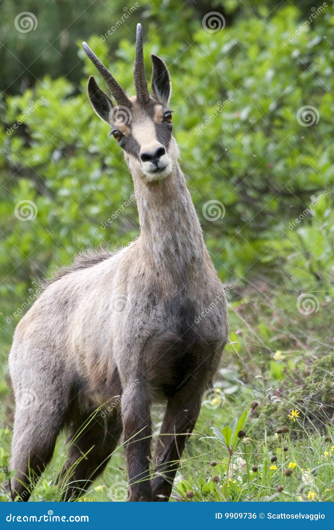 Cabra-montesa: O Macho Encontrou Nos Arbustos Foto de Stock - Imagem de ...