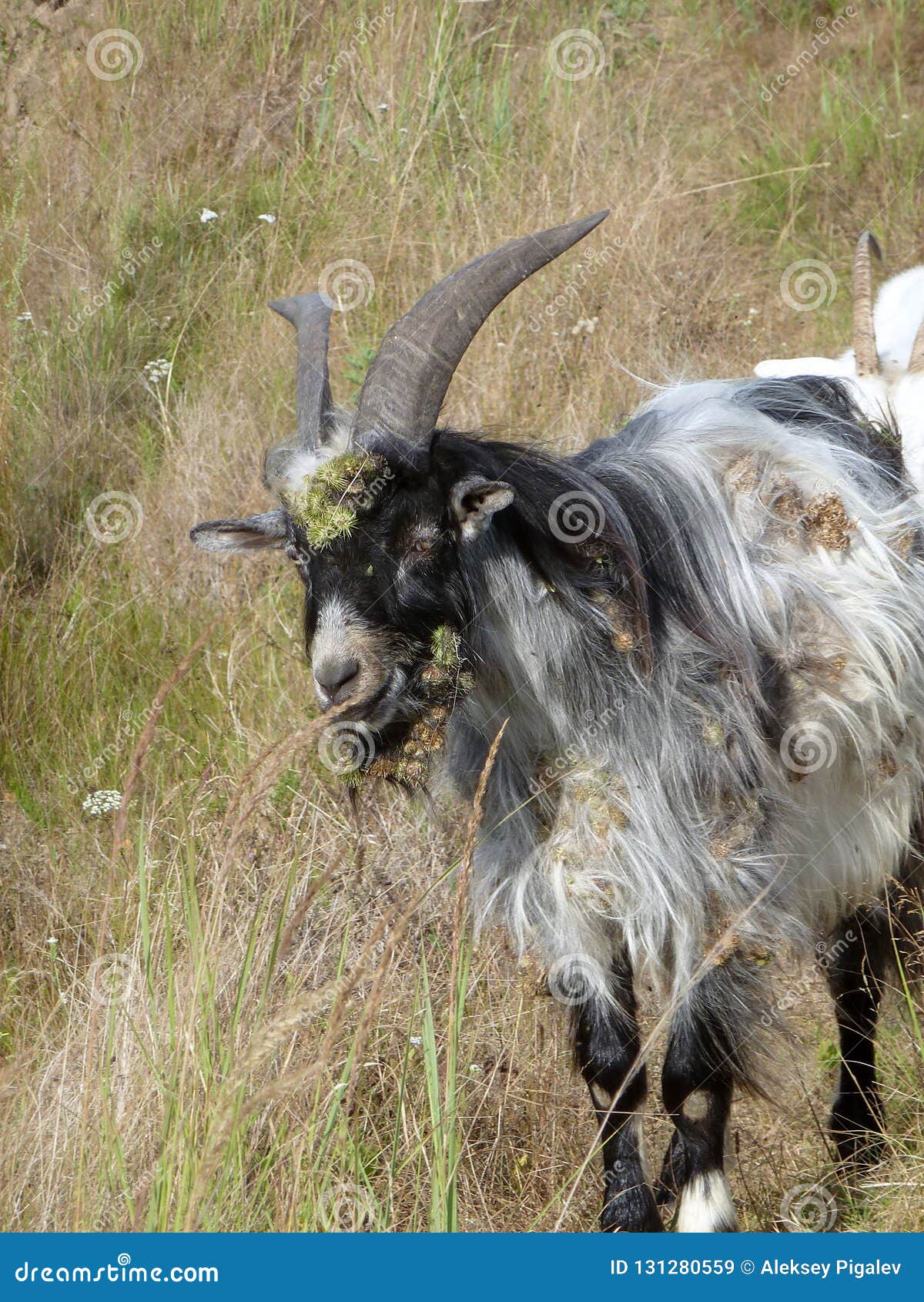 Cabra Na Grama Alta Com Burs No Cabelo Longo Imagem de Stock - Imagem ...