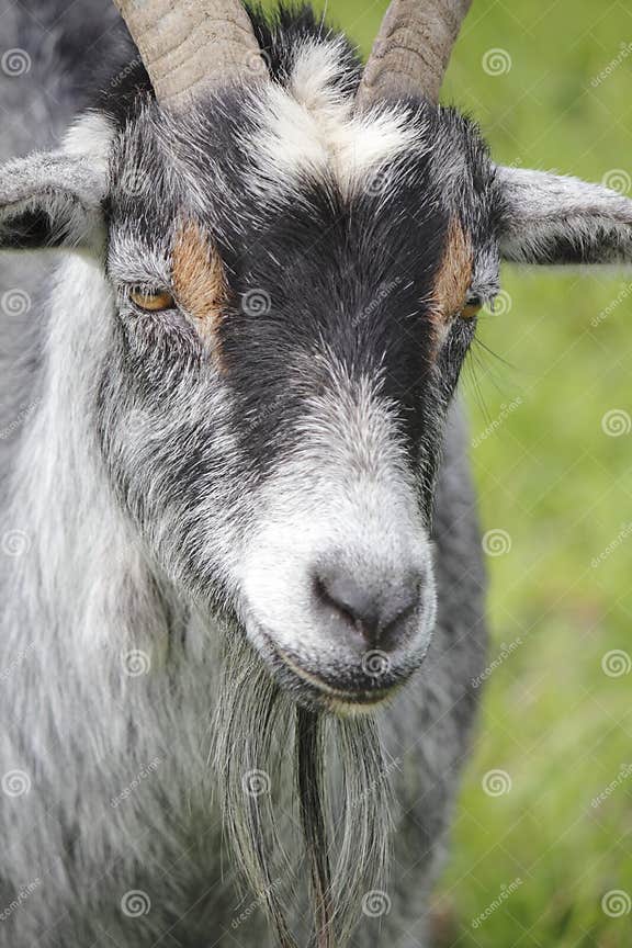 Cabra nacional foto de archivo. Imagen de ganado, adulto - 31145936