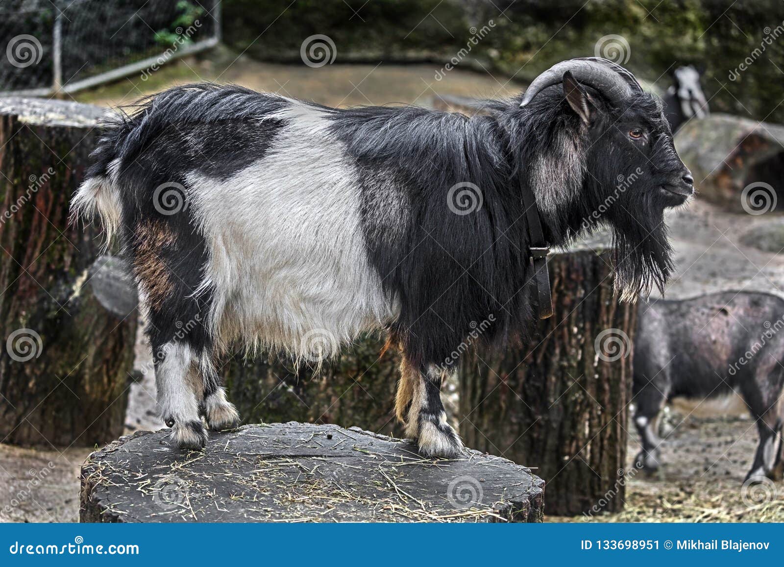 Cabra nacional del Pigmy imagen de archivo. Imagen de animal - 133698951
