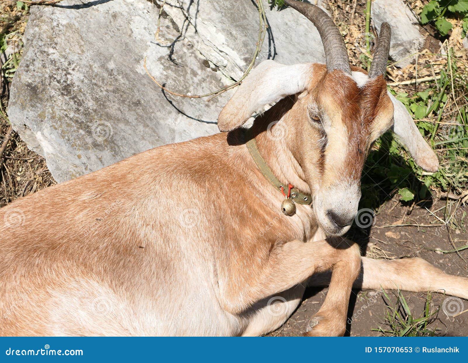Cabra nubia imagen de archivo. Imagen de cara, nubio - 157070653
