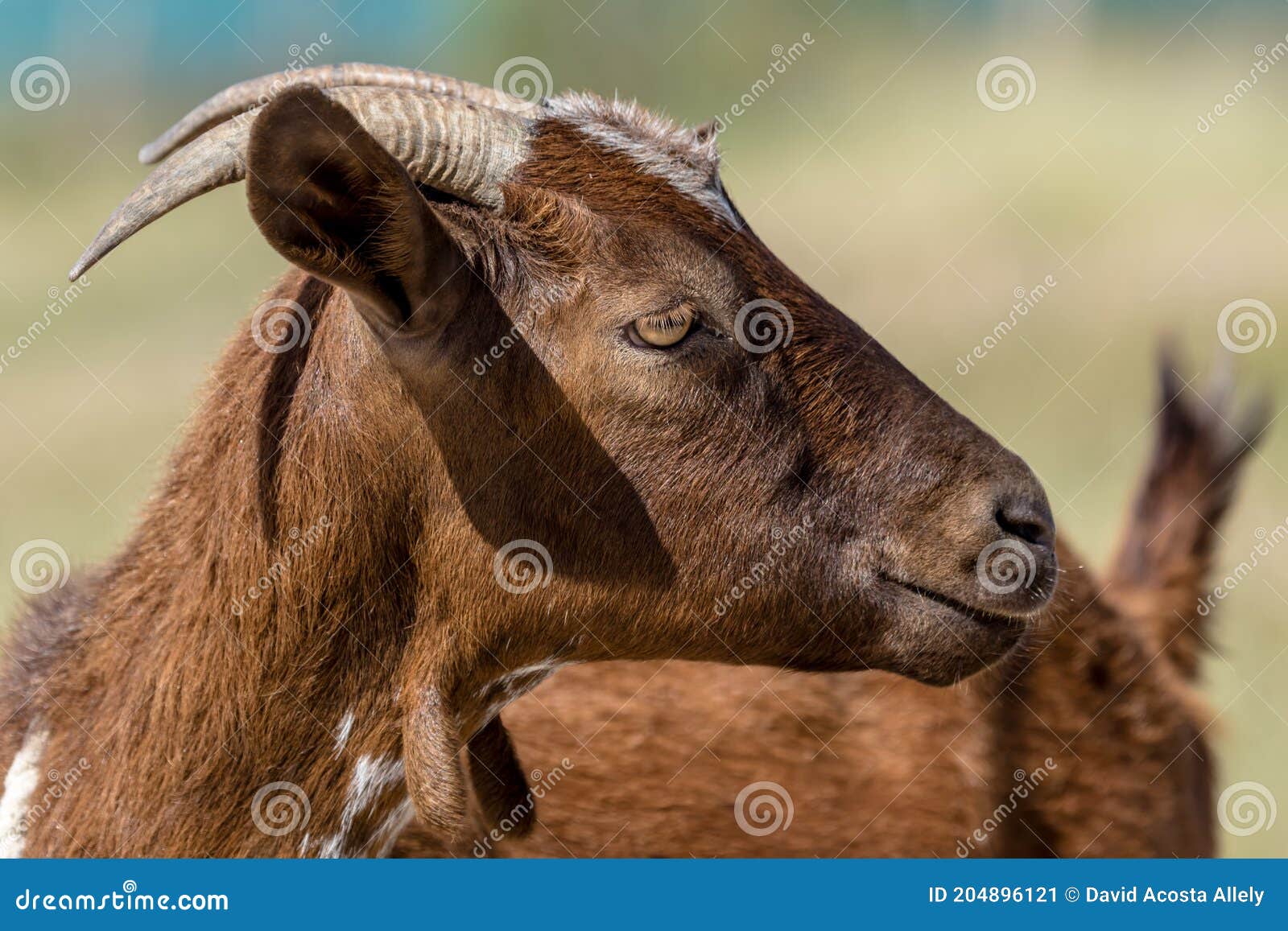 Cabra parda imagen de archivo. Imagen de standing, travieso - 204896121