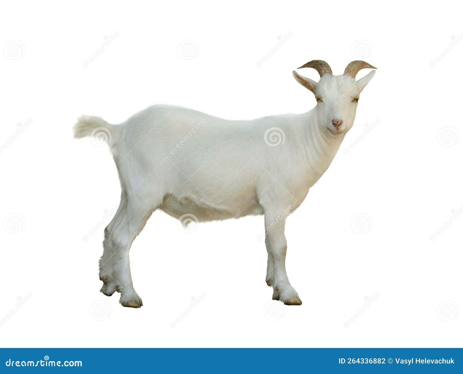 Cabra Pigmea Aislada En Fondo Blanco Foto de archivo - Imagen de ...