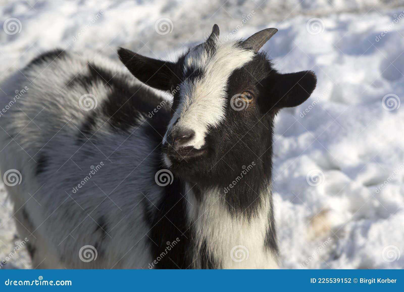 Cabra Pigmea En Un Parque En Invierno Foto de archivo - Imagen de ...