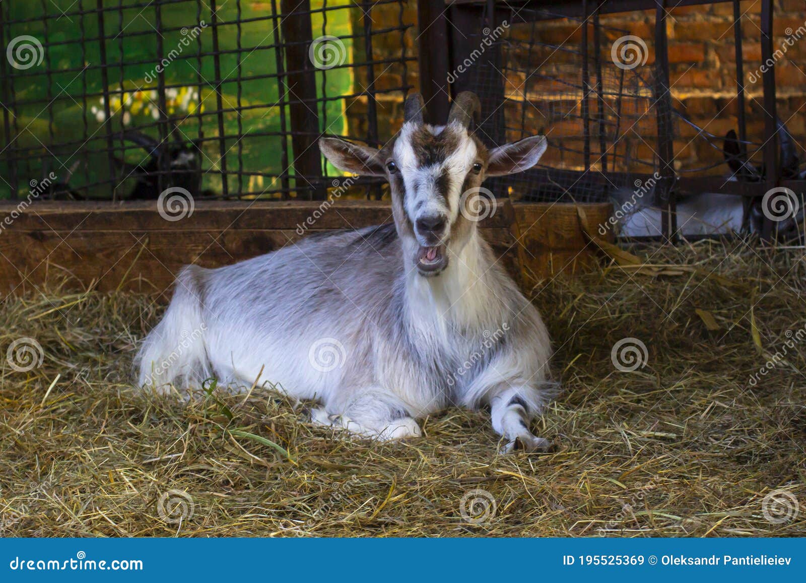 A Cabra Sentada Abriu a Boca Imagem de Stock - Imagem de nave, barba ...
