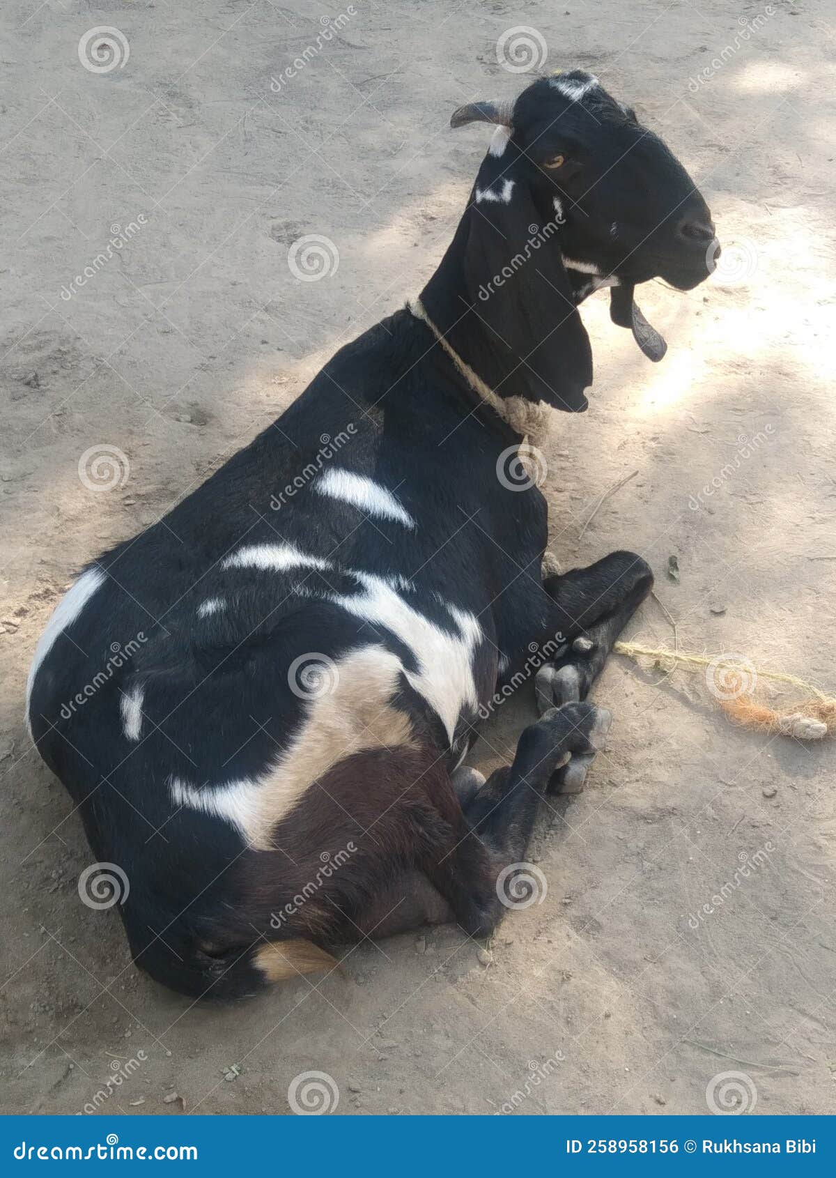 Cabra Vieja Sentada En El Suelo Para Descansar Foto de archivo - Imagen ...
