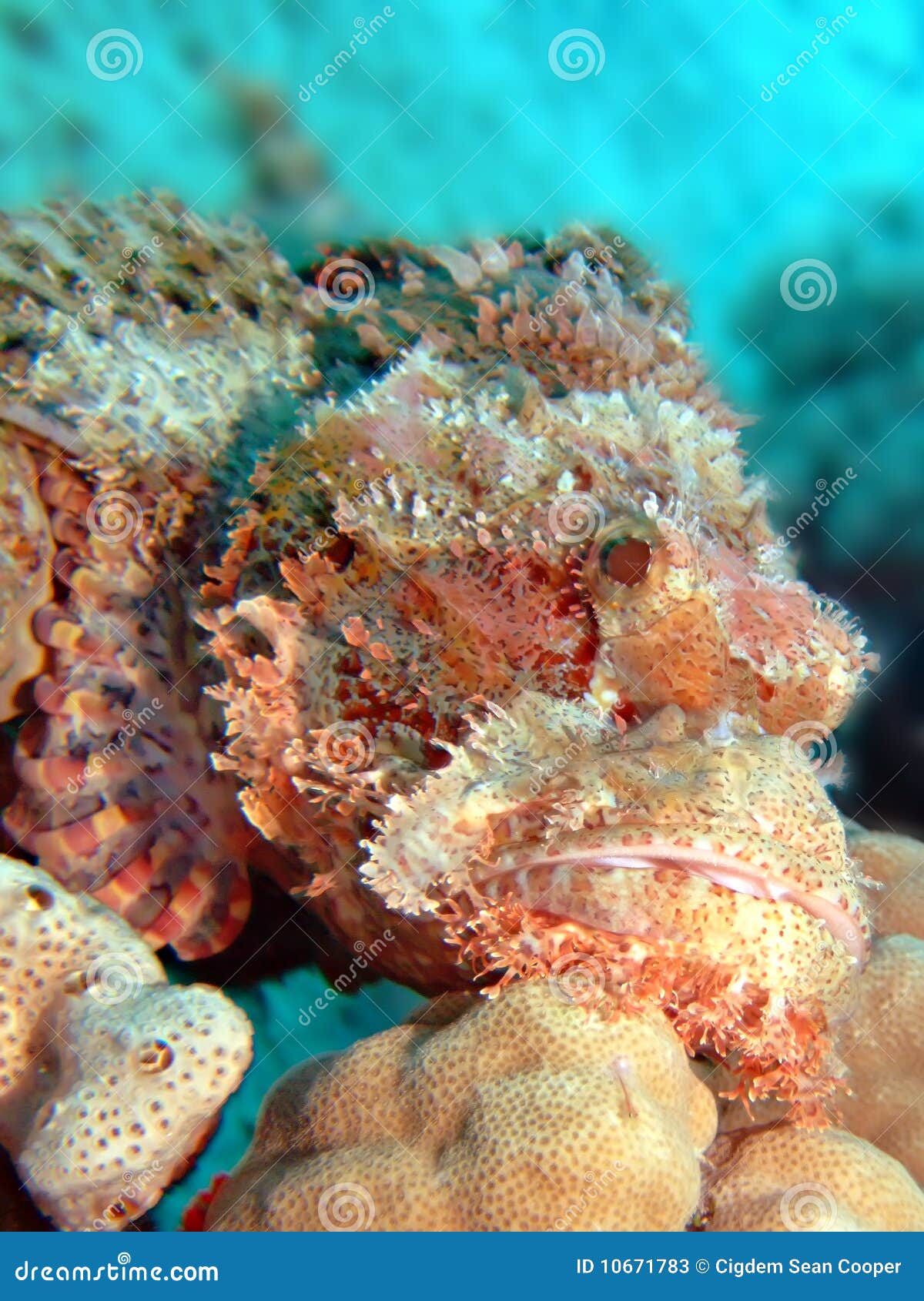 Cabracho imagen de archivo. Imagen de marina, tropical - 10671783