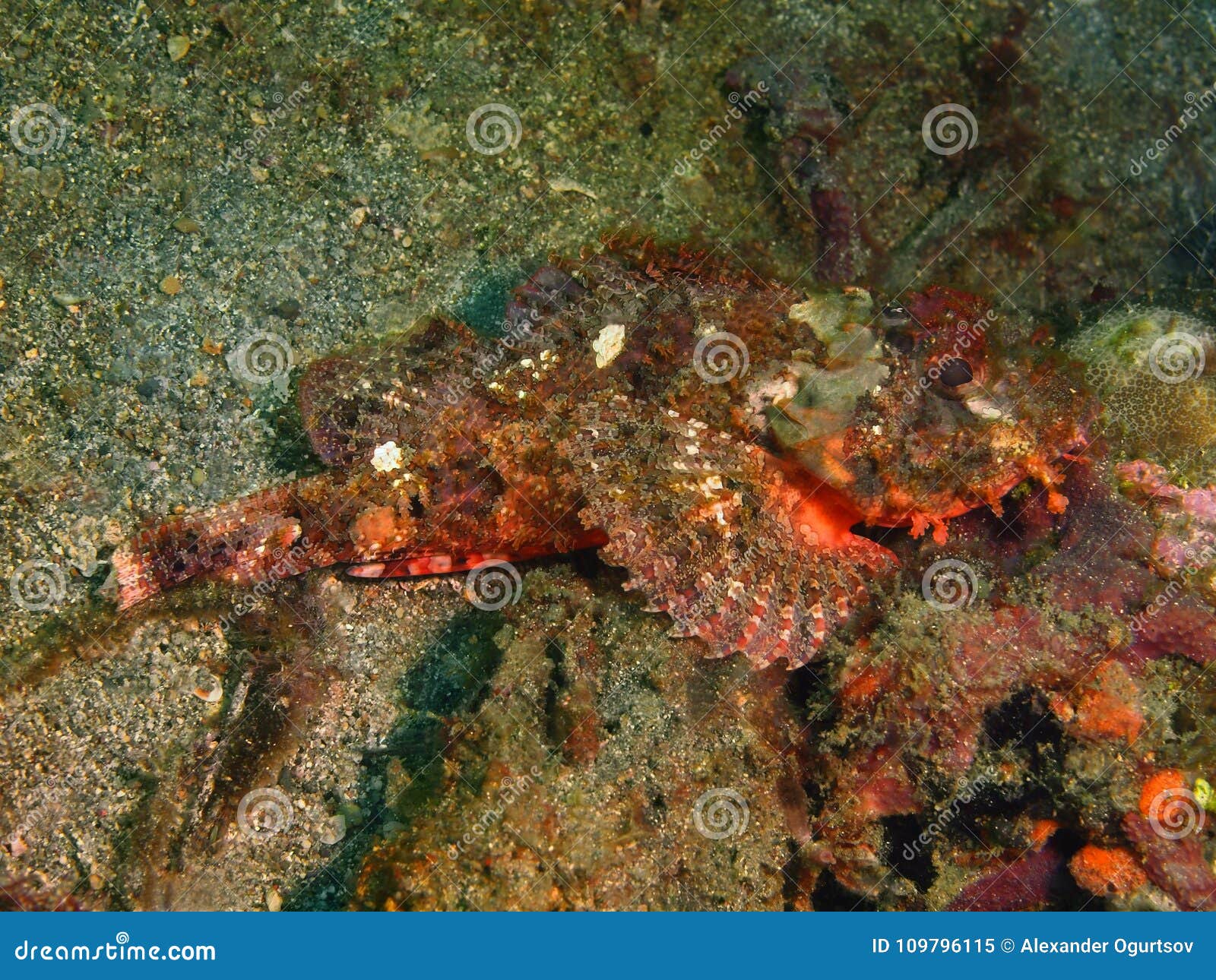 Cabracho imagen de archivo. Imagen de animal, mundo - 109796115