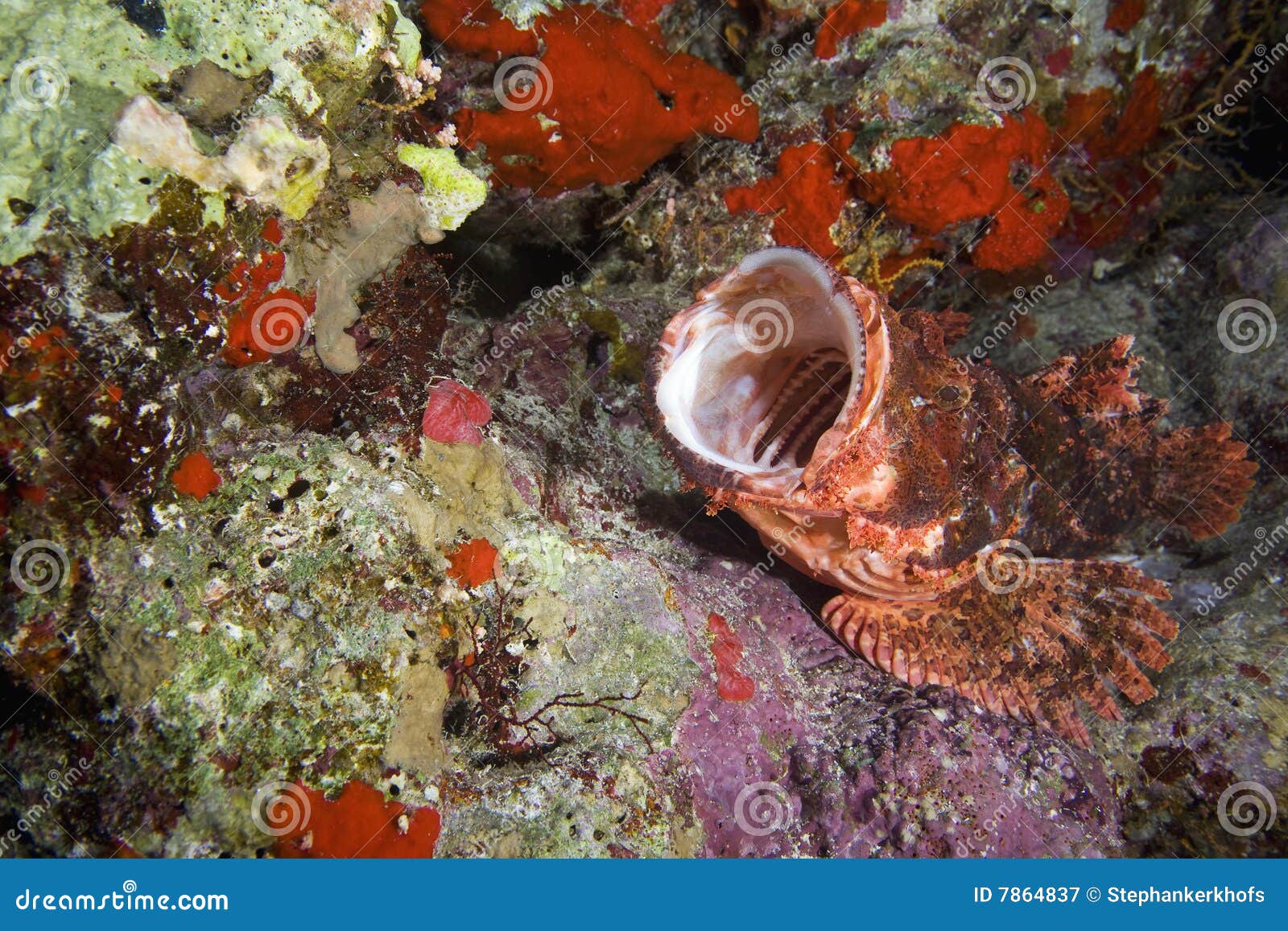 Cabracho imagen de archivo. Imagen de rojo, coral, colonia - 7864837
