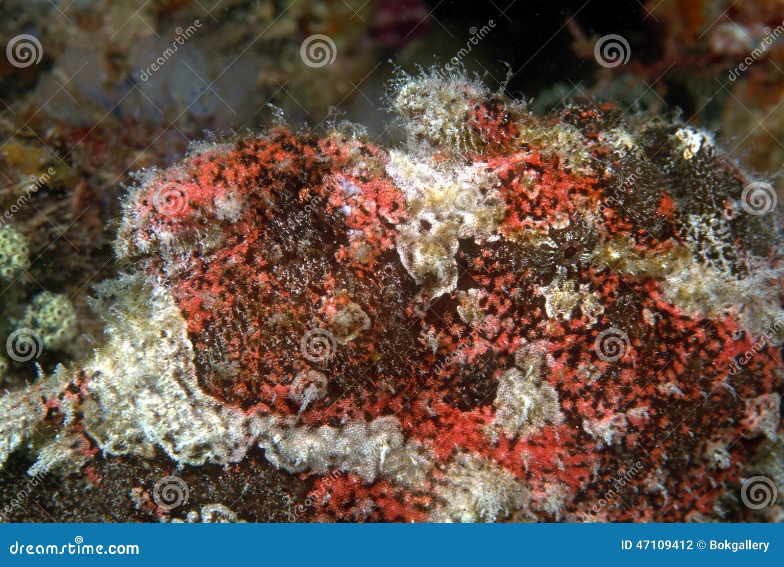 Cabracho Del Camuflaje, Isla De Mabul, Sabah Foto de archivo - Imagen ...