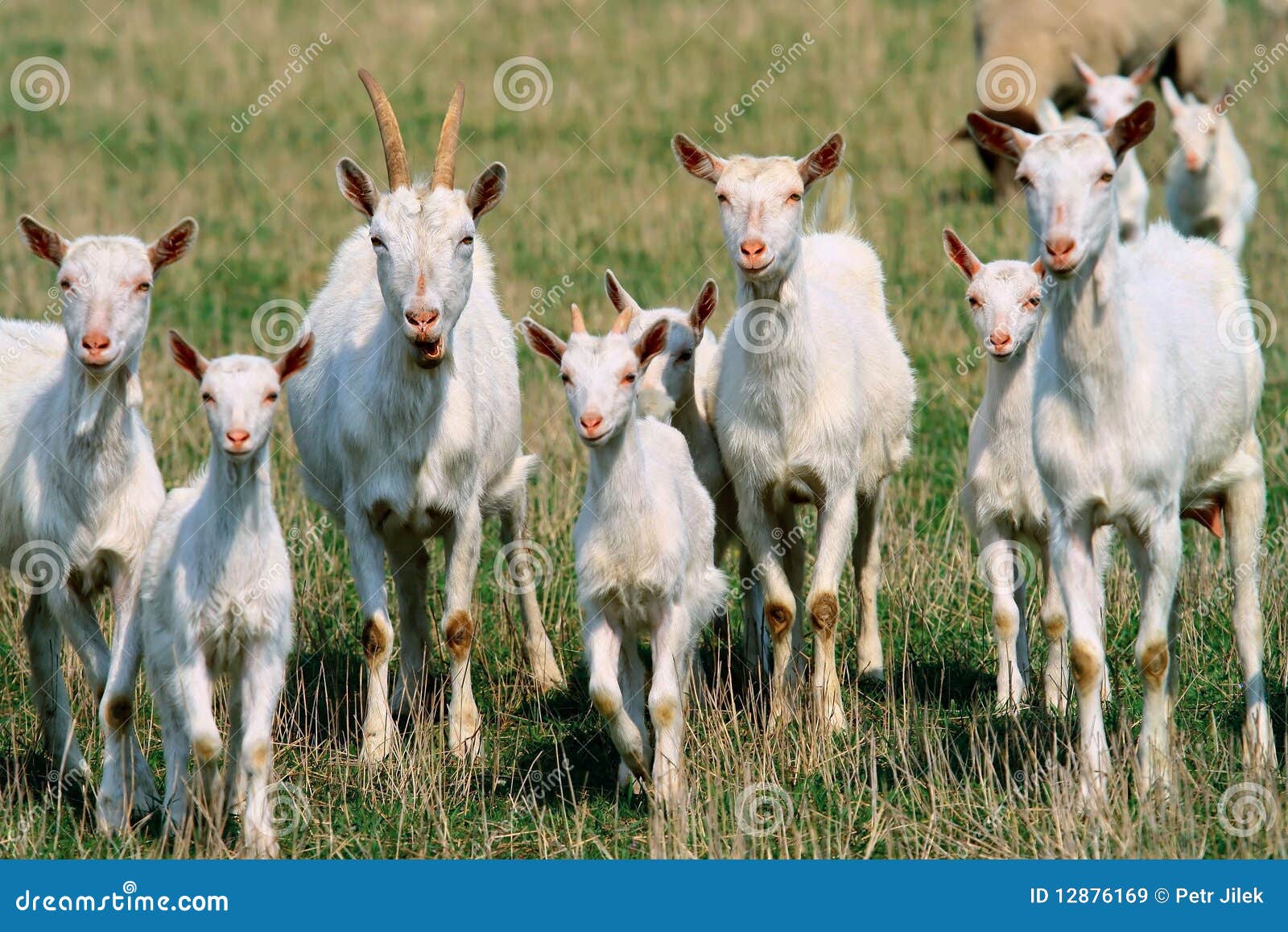 Cabras imagen de archivo. Imagen de pasto, granja, grupo - 12876169