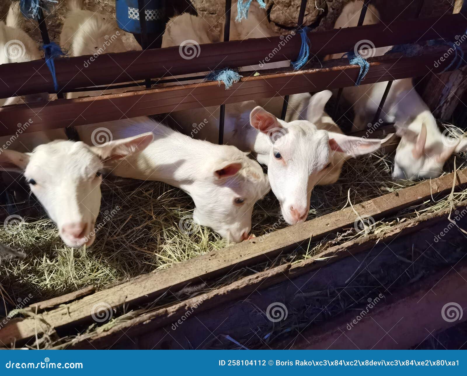 Cabras comiendo pasto foto de archivo. Imagen de cabra - 258104112