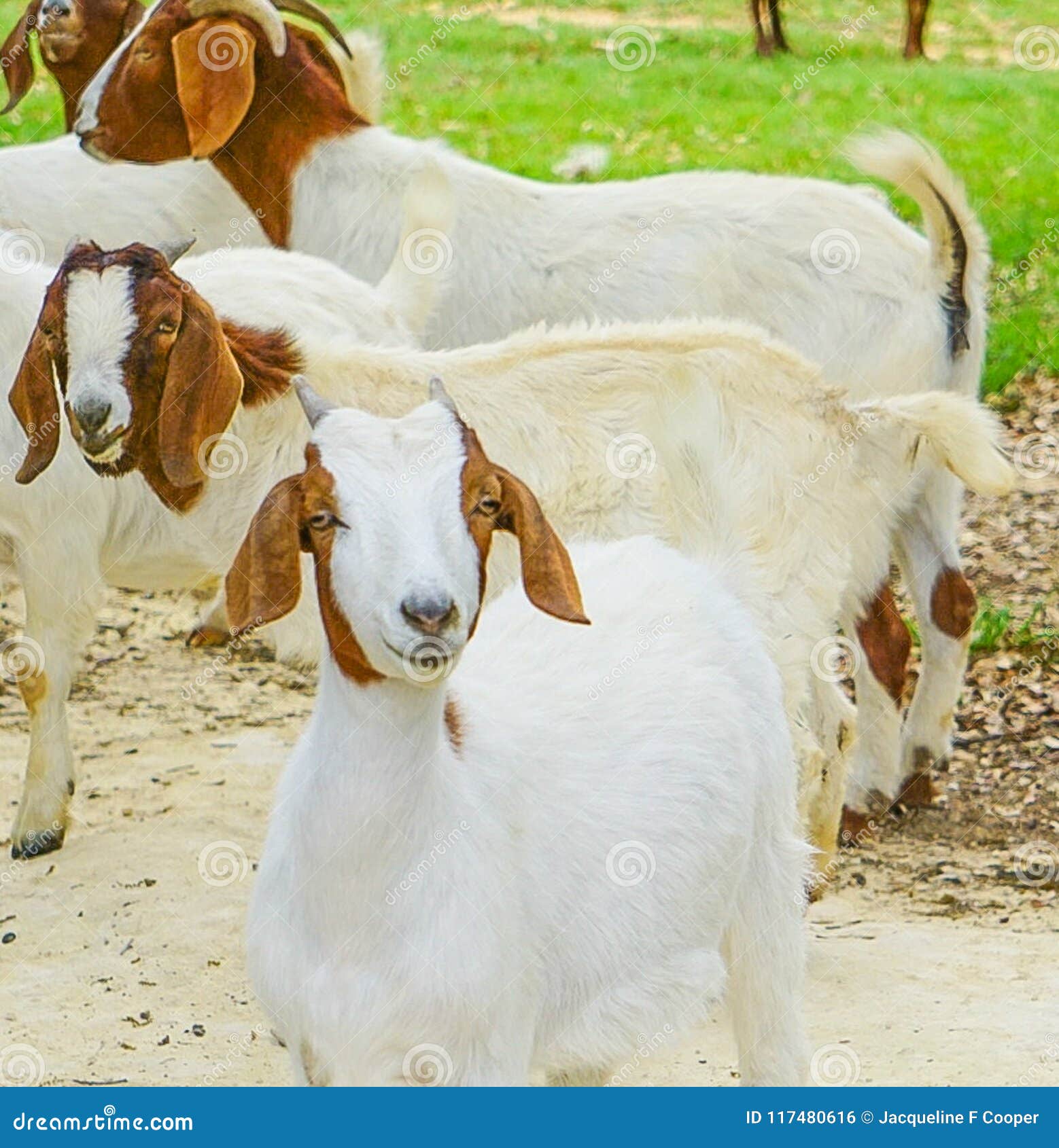 Cabras Del Boer En Una Granja Foto de archivo - Imagen de cabra, campesino: 117480616