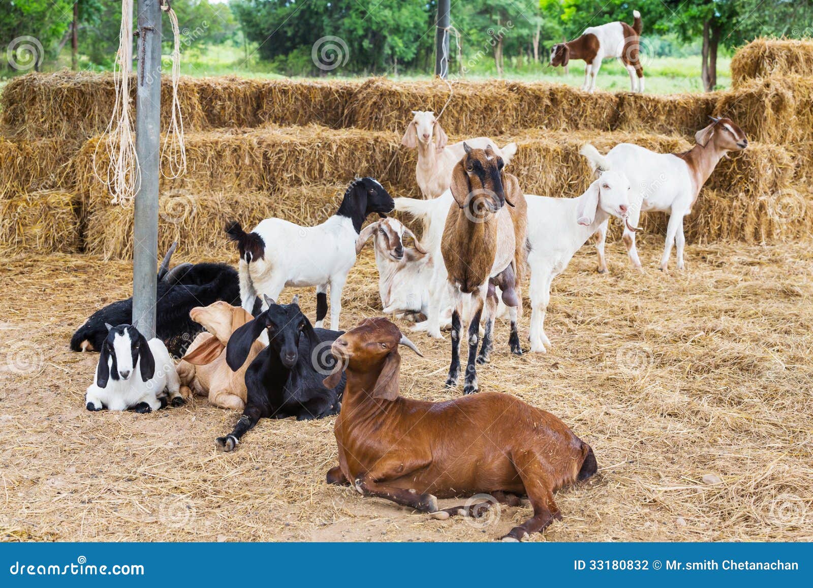 Cabras en granja foto de archivo. Imagen de rural, crecimiento - 33180832