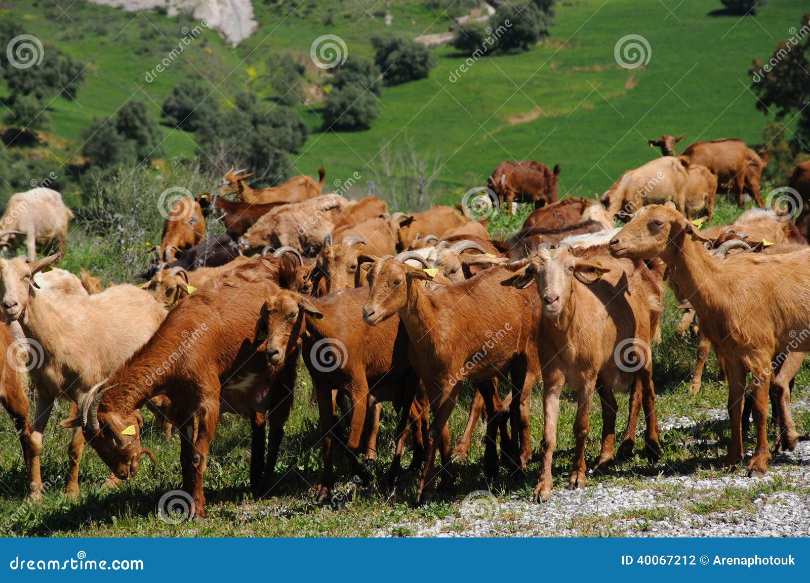 Cabras Espanholas, a Andaluzia. Foto de Stock - Imagem de europa ...