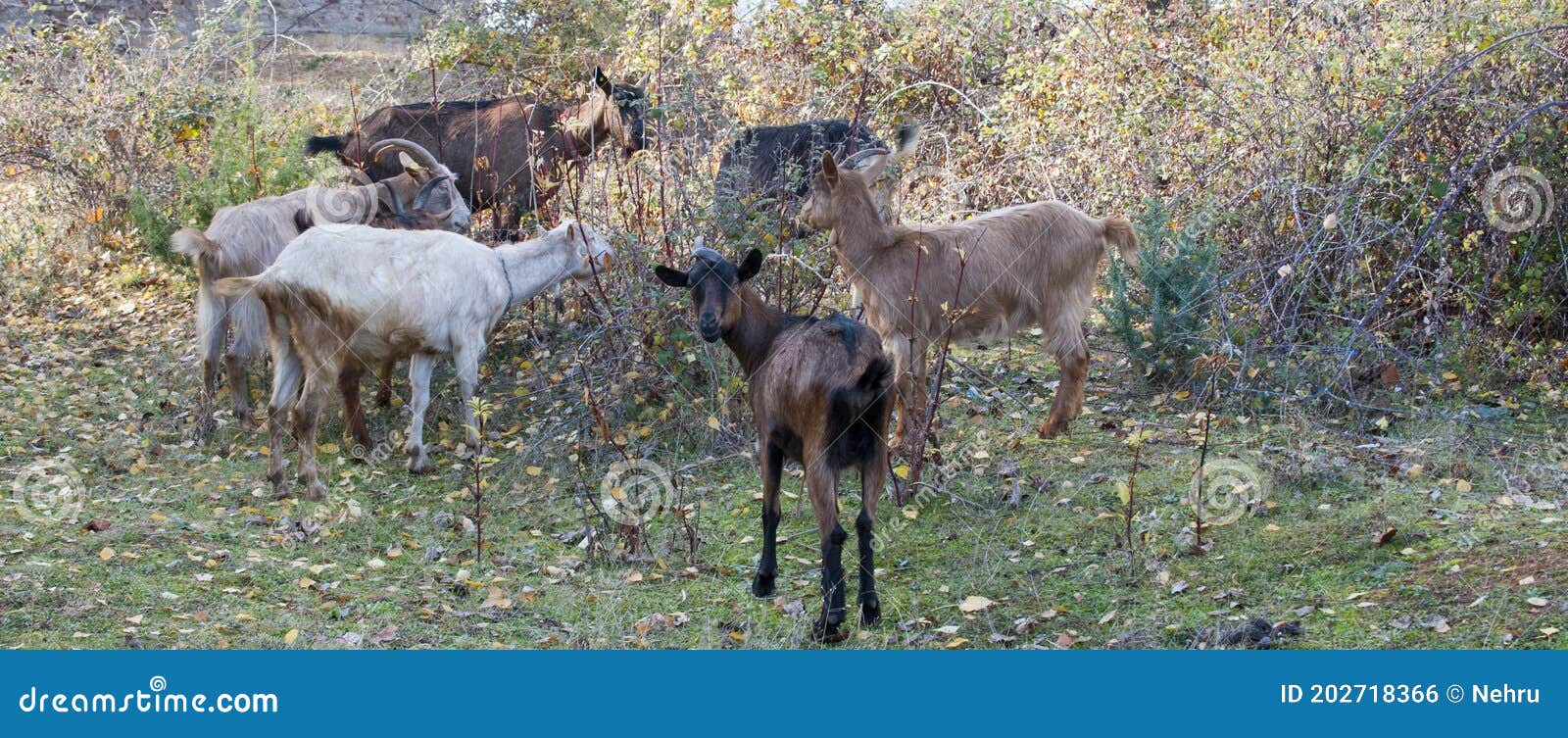 Cabras Pastoreando En El Arbusto Con Espinas Foto de archivo - Imagen ...