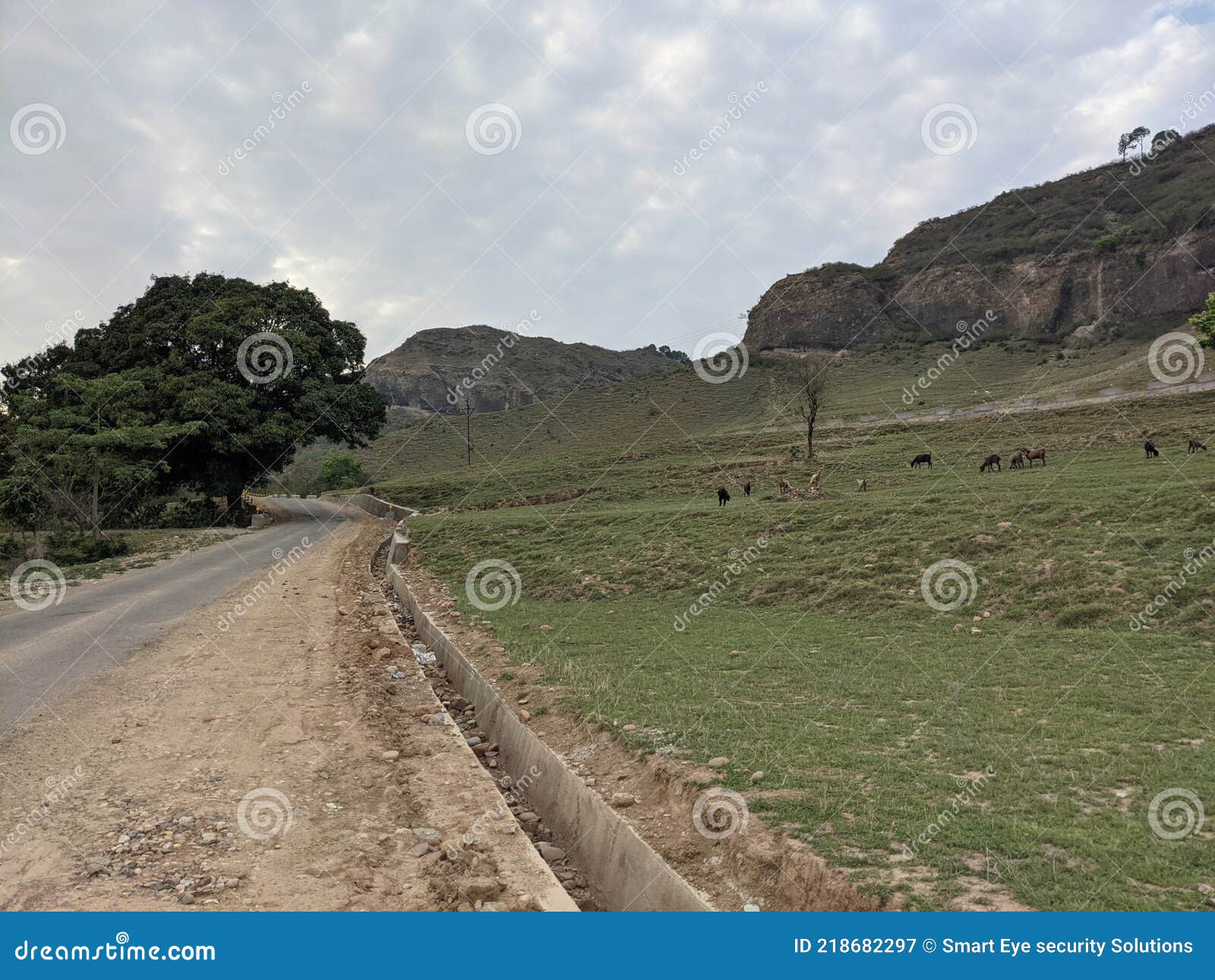 Cabras a Pastorear Na Ladeira Do Morro Imagem de Stock - Imagem de ...